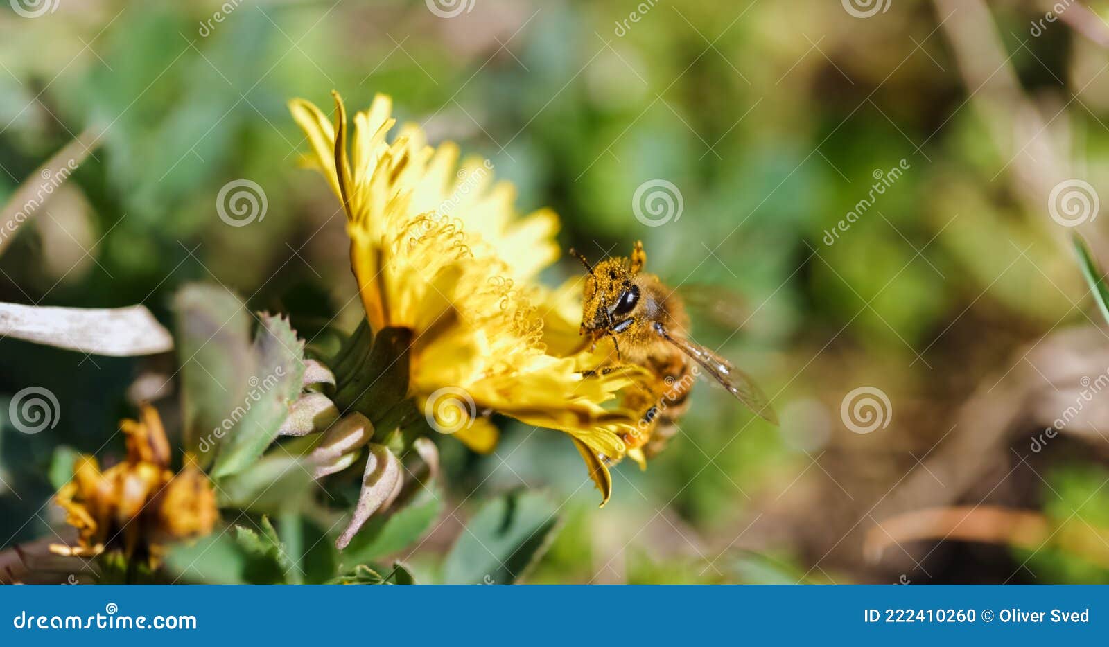 Bee Collecting Nectar from Yellow Flower Stock Photo - Image of closeup, gather: 222410260