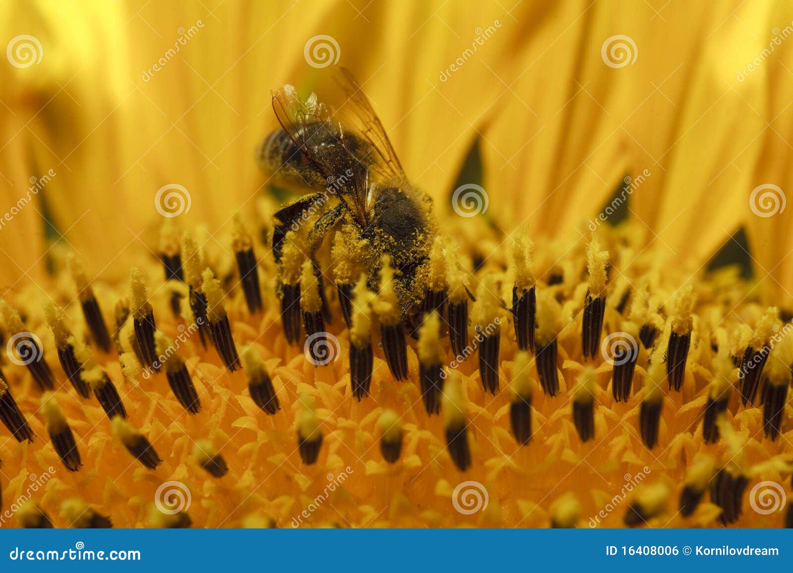 Bee collecting pollen stock photo. Image of busy, meadow - 16408006