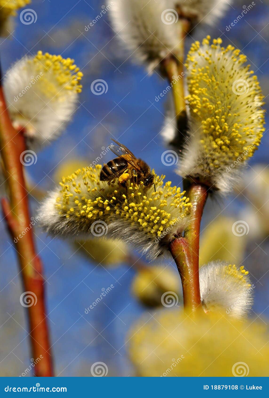 Bee collecting pollen stock photo. Image of yellow, pollination - 18879108