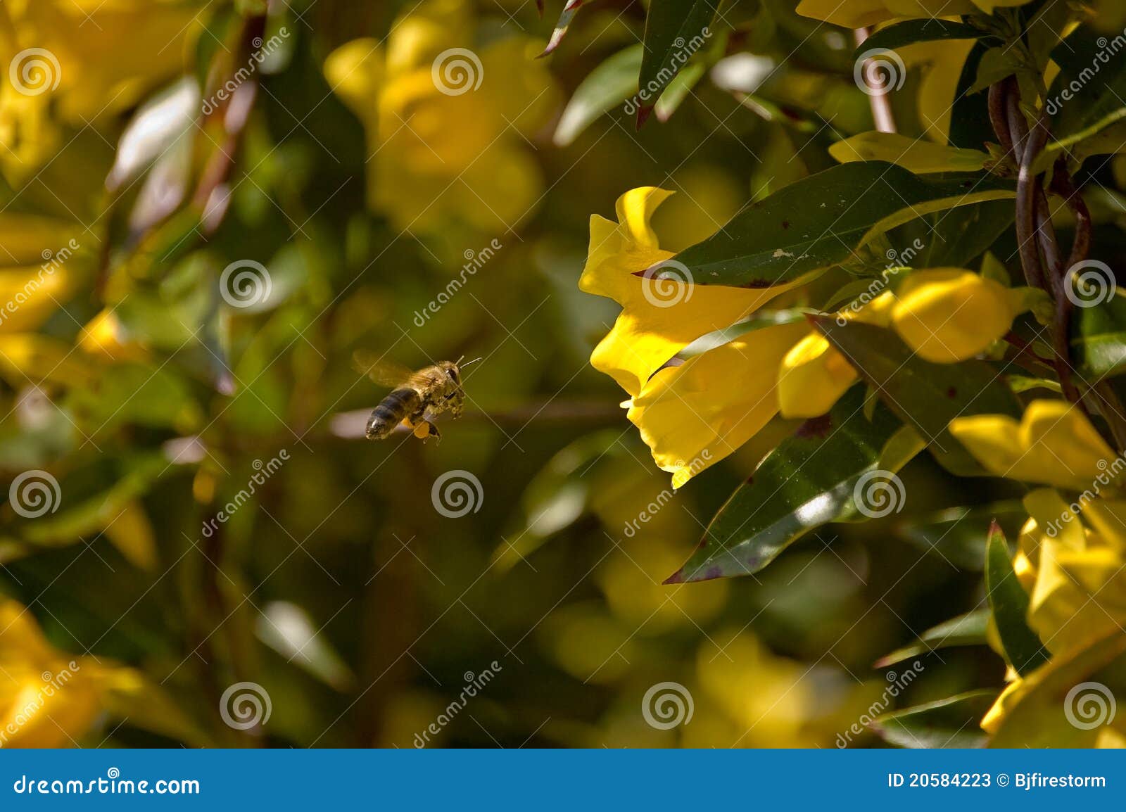 Bee collecting pollen. stock image. Image of insect, hovering - 20584223