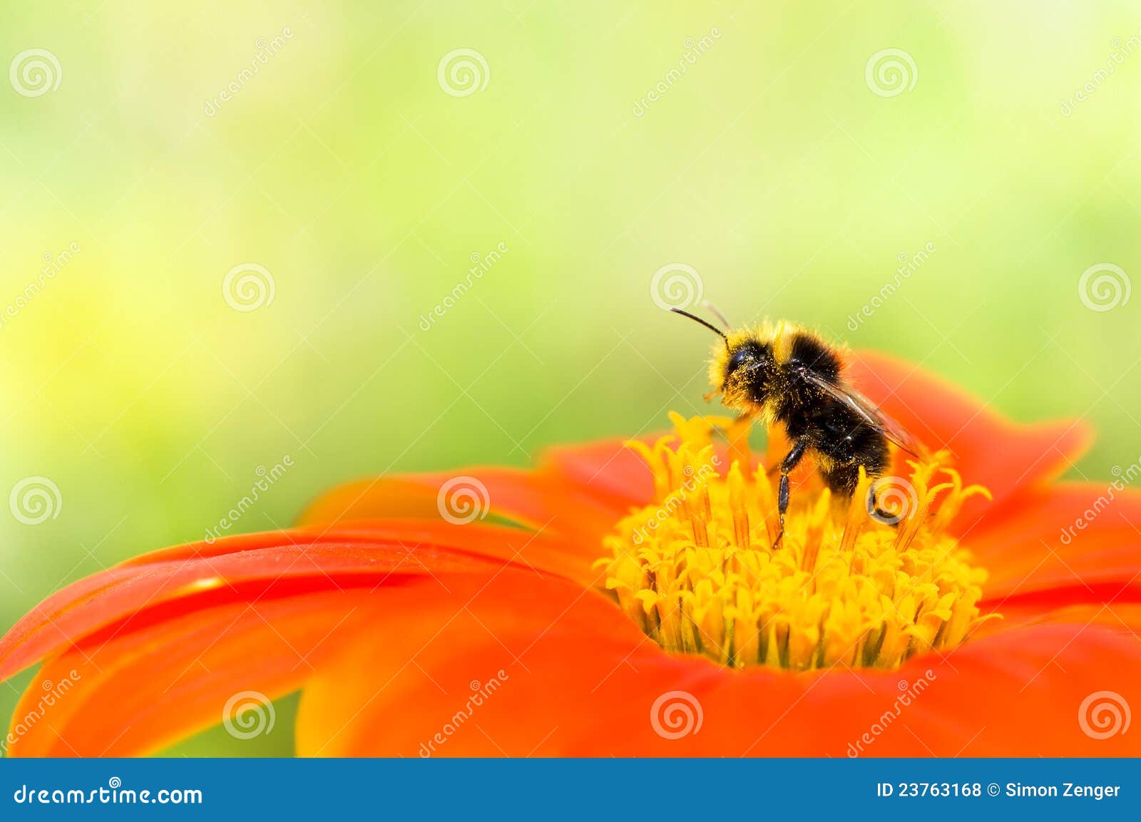 Bee collecting pollen stock photo. Image of pollen, copy - 23763168