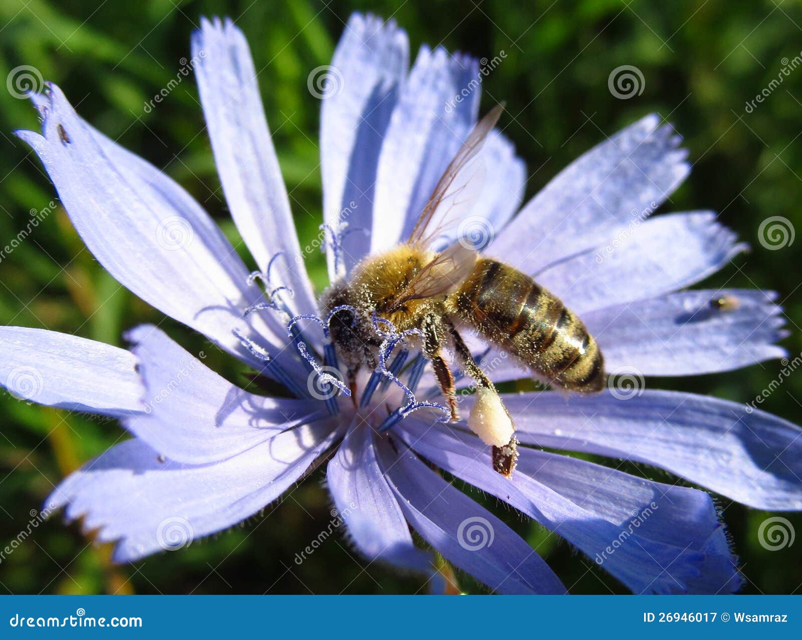 Bee collecting pollen stock image. Image of nature, blue - 26946017