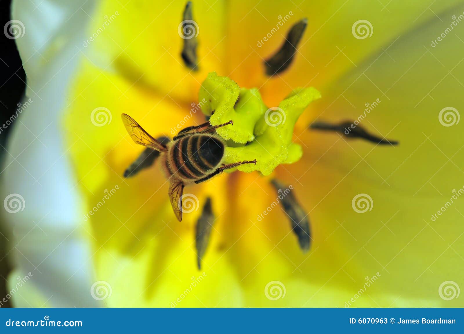 Bee collecting pollen stock image. Image of honey, collecting - 6070963