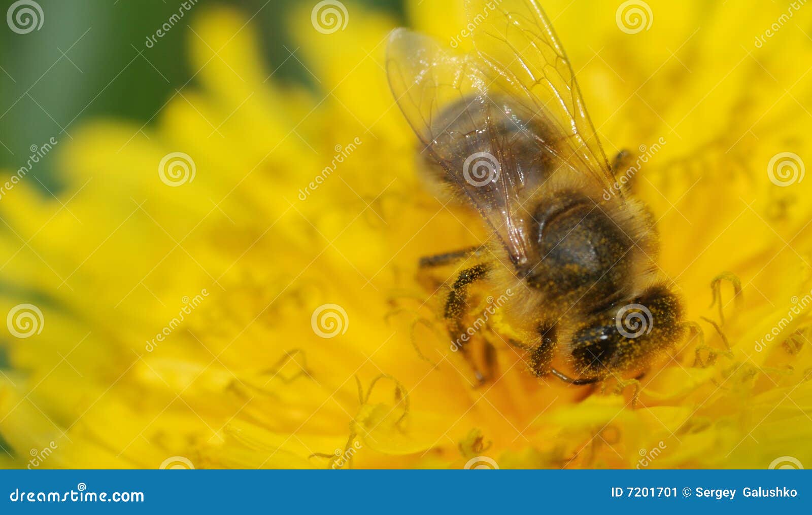 Bee collecting pollen stock image. Image of beauty, insect - 7201701