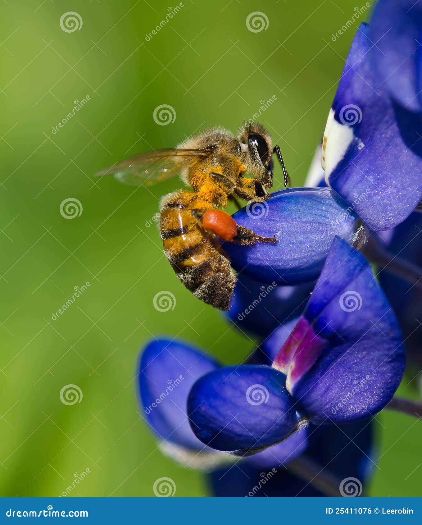Bee Collecting Pollen on Bluebonnet Stock Photo - Image of garden ...