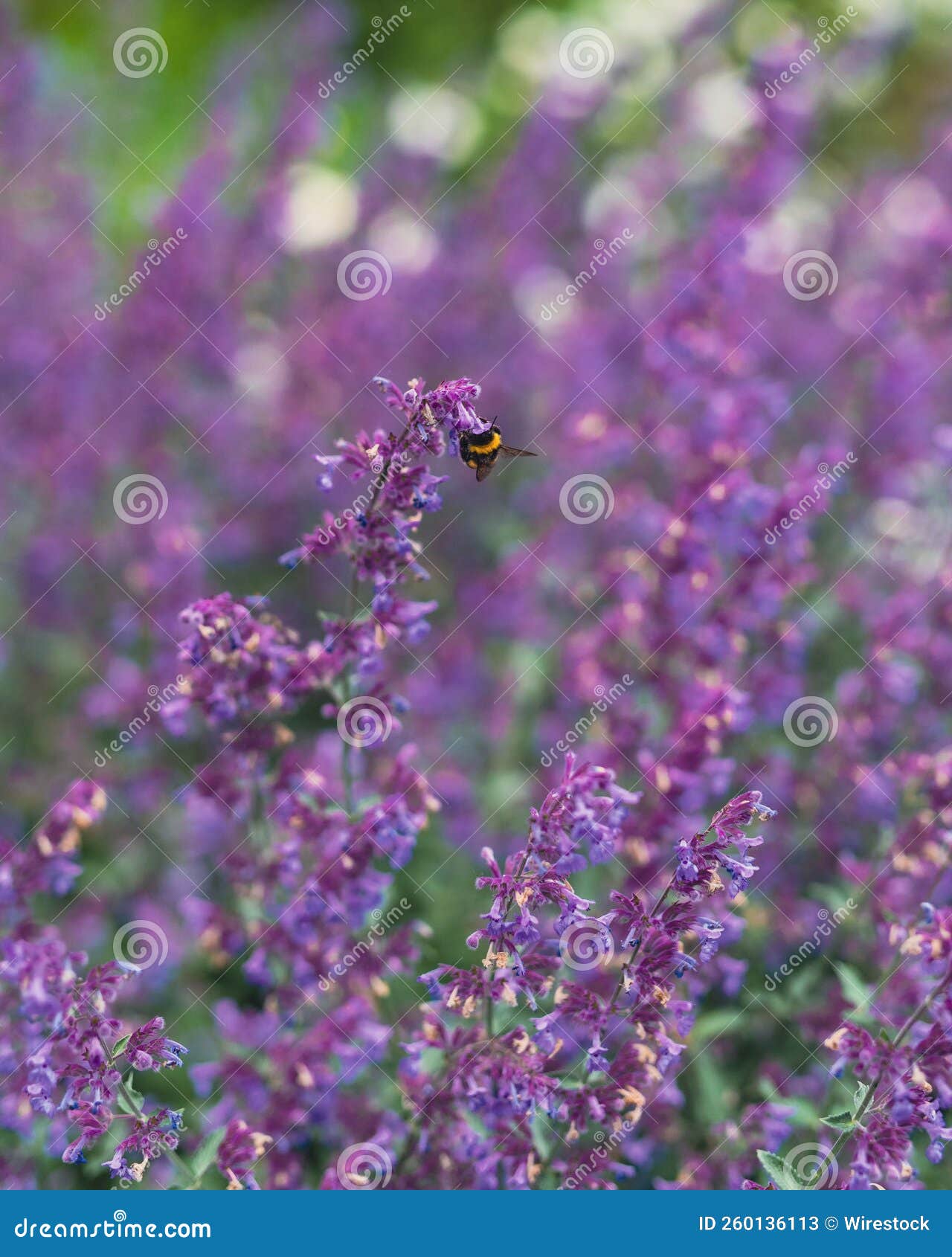 Bee Collecting Pollen from a Flowering Lavender in the Field Stock ...