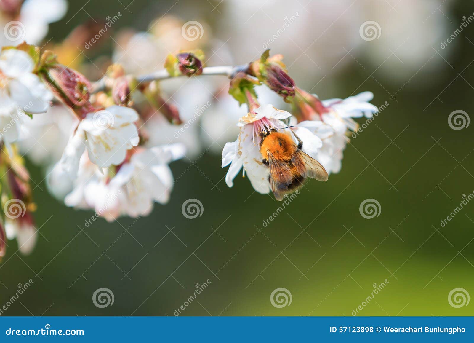 Bee Collecting Pollen from Flowers Stock Photo - Image of swarm ...