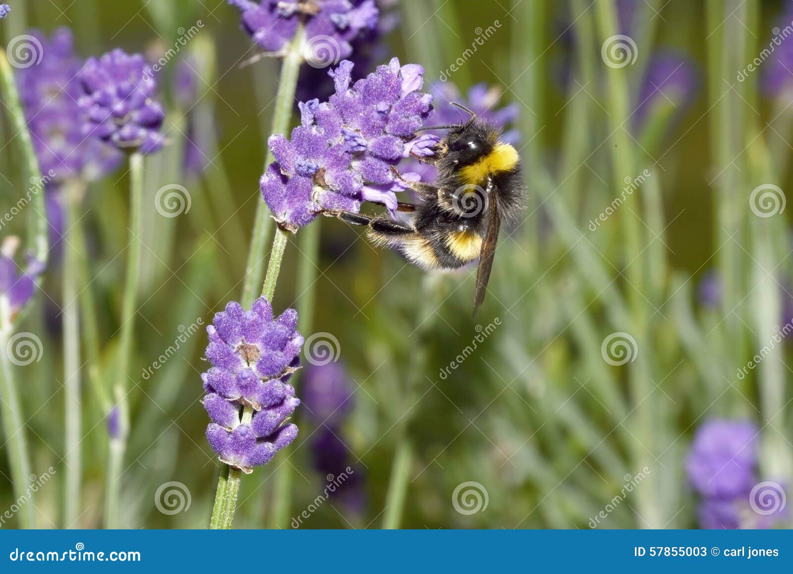 Bee Collecting Pollen from Lavender Stock Image - Image of nectar ...