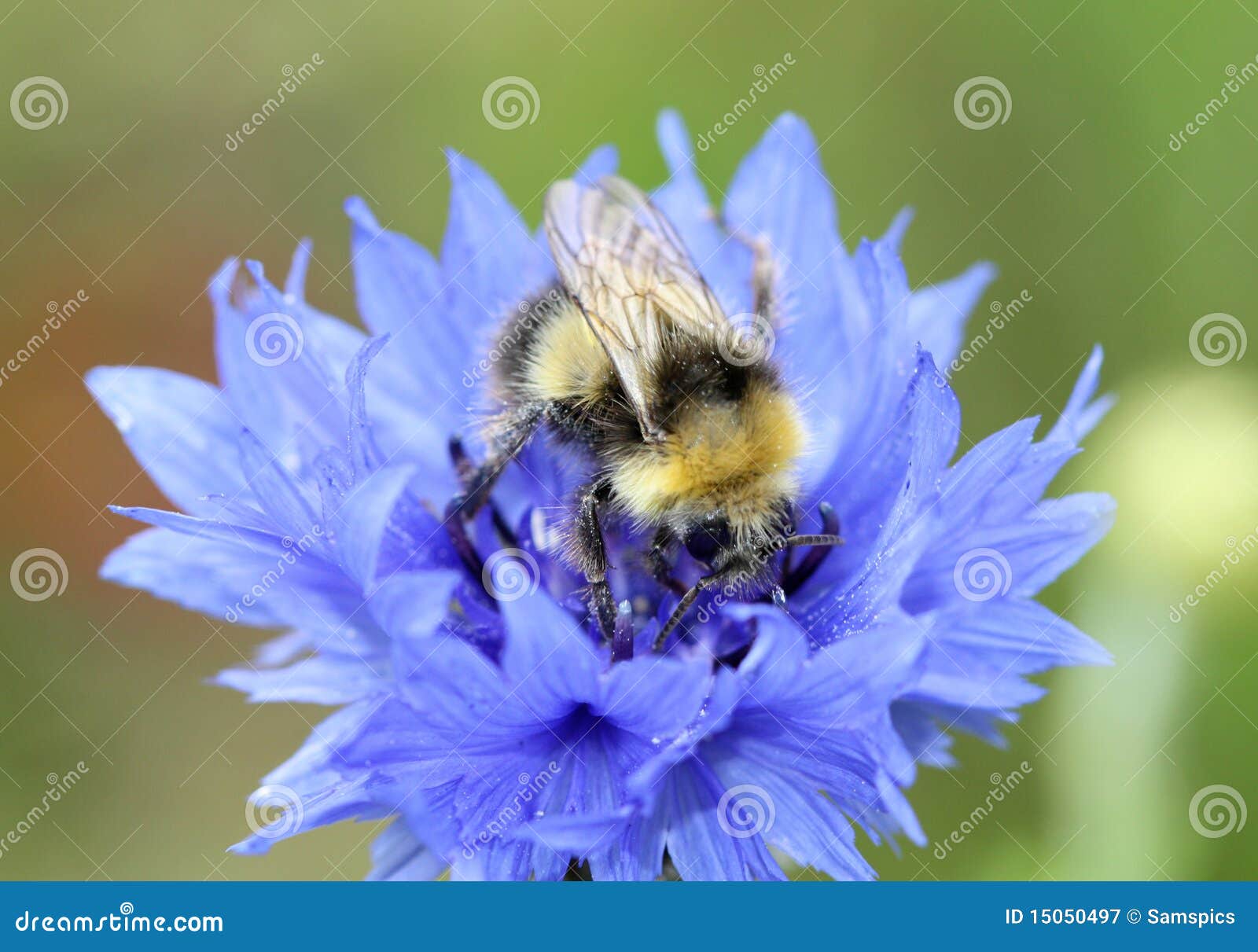 Bee Collecting Pollen Macro Stock Image - Image of macro, insect: 15050497