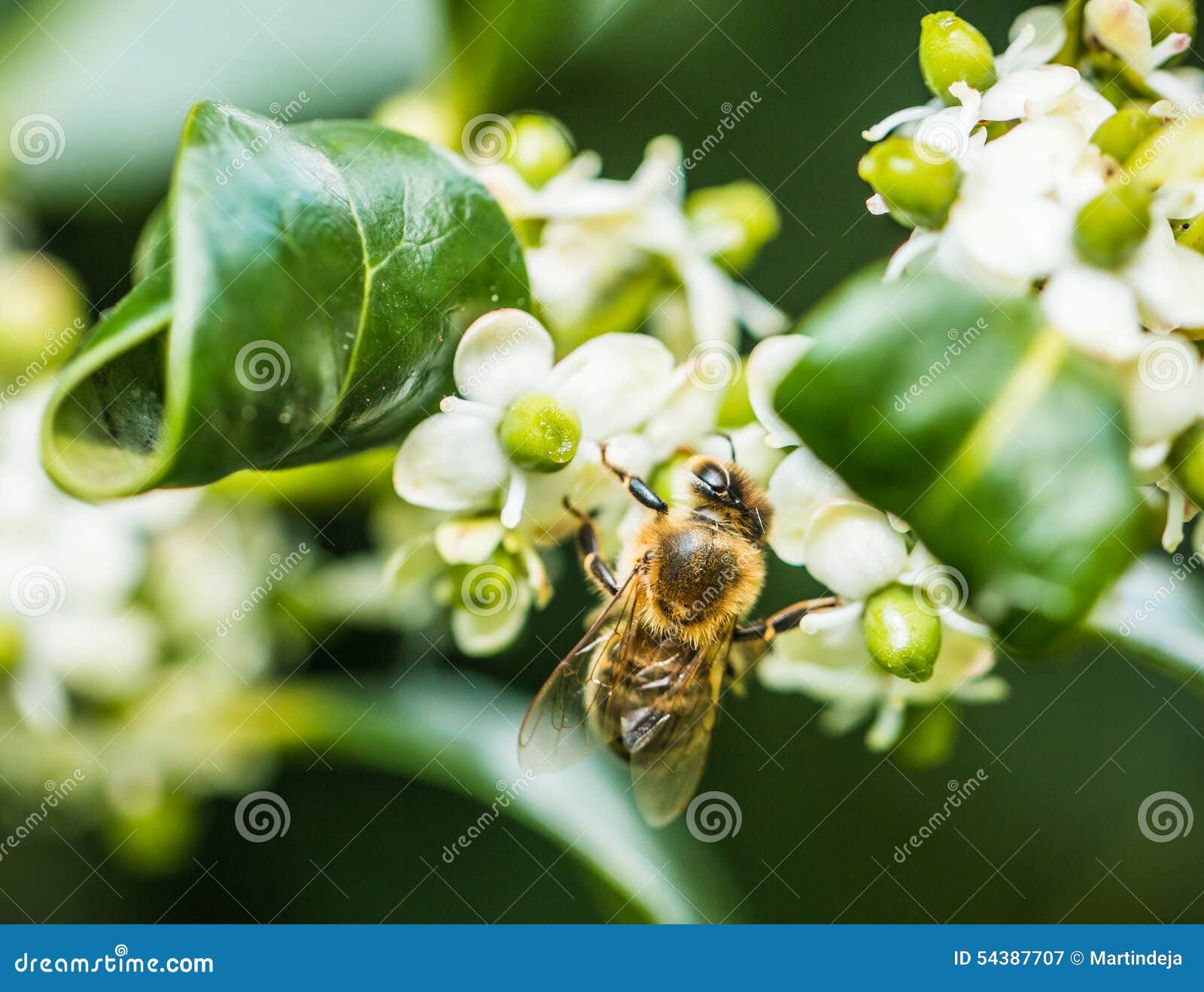 Bee collecting pollen stock image. Image of springtime - 54387707