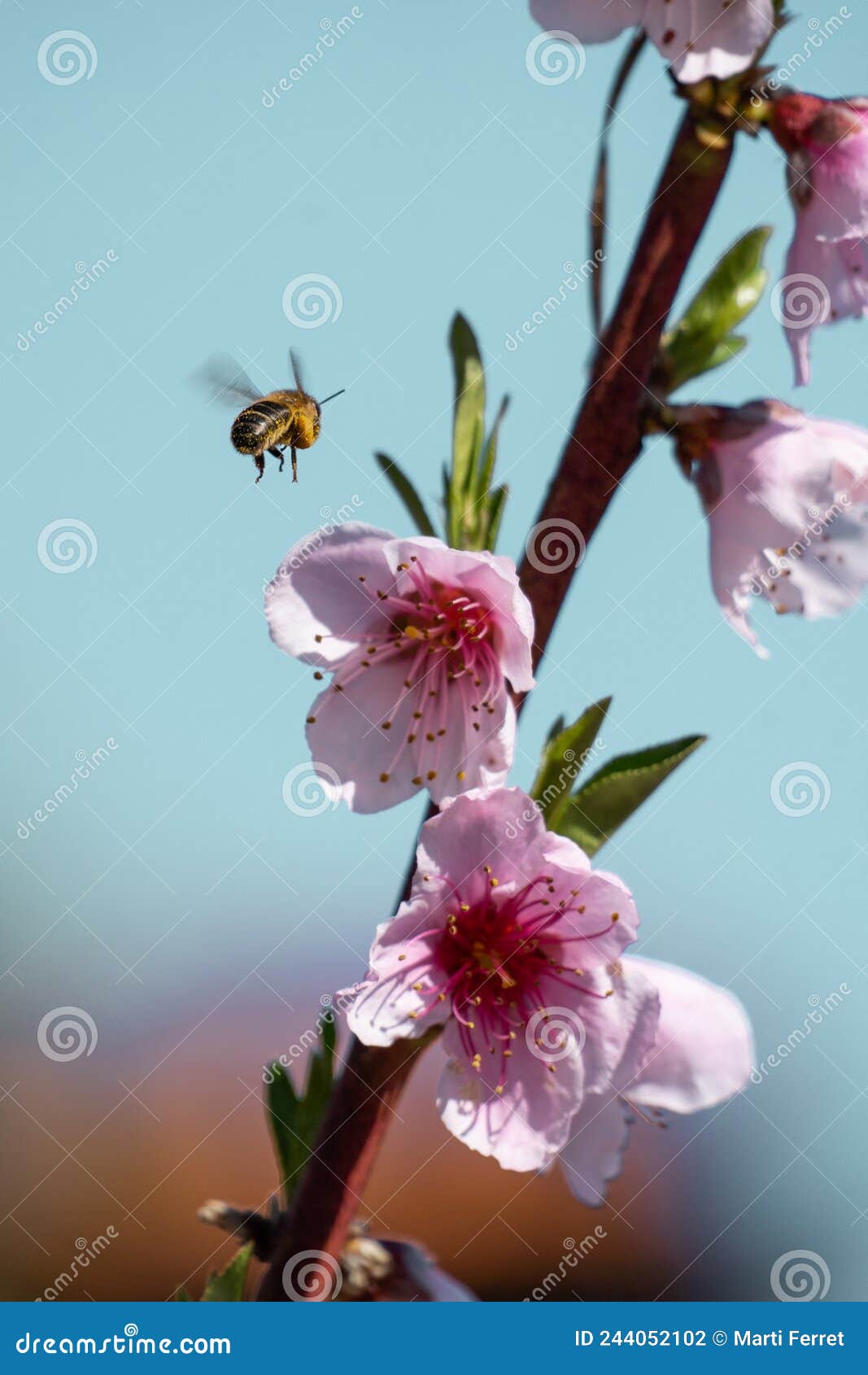 Spring is finally here stock photo. Image of honey, eating - 244052102