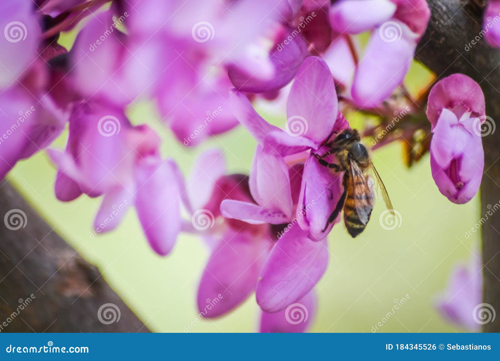 Bee Collecting from Redbud Tree Flowers Stock Photo - Image of daylight ...
