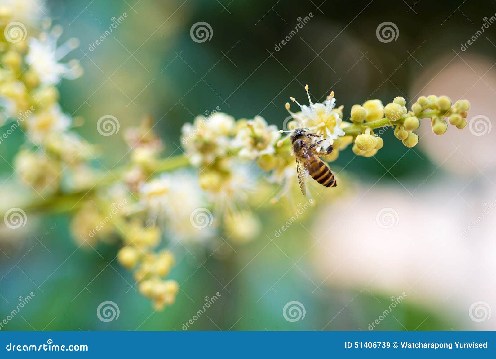 Bee Collects Flower Nectar from Longan Flower Stock Image - Image of ...