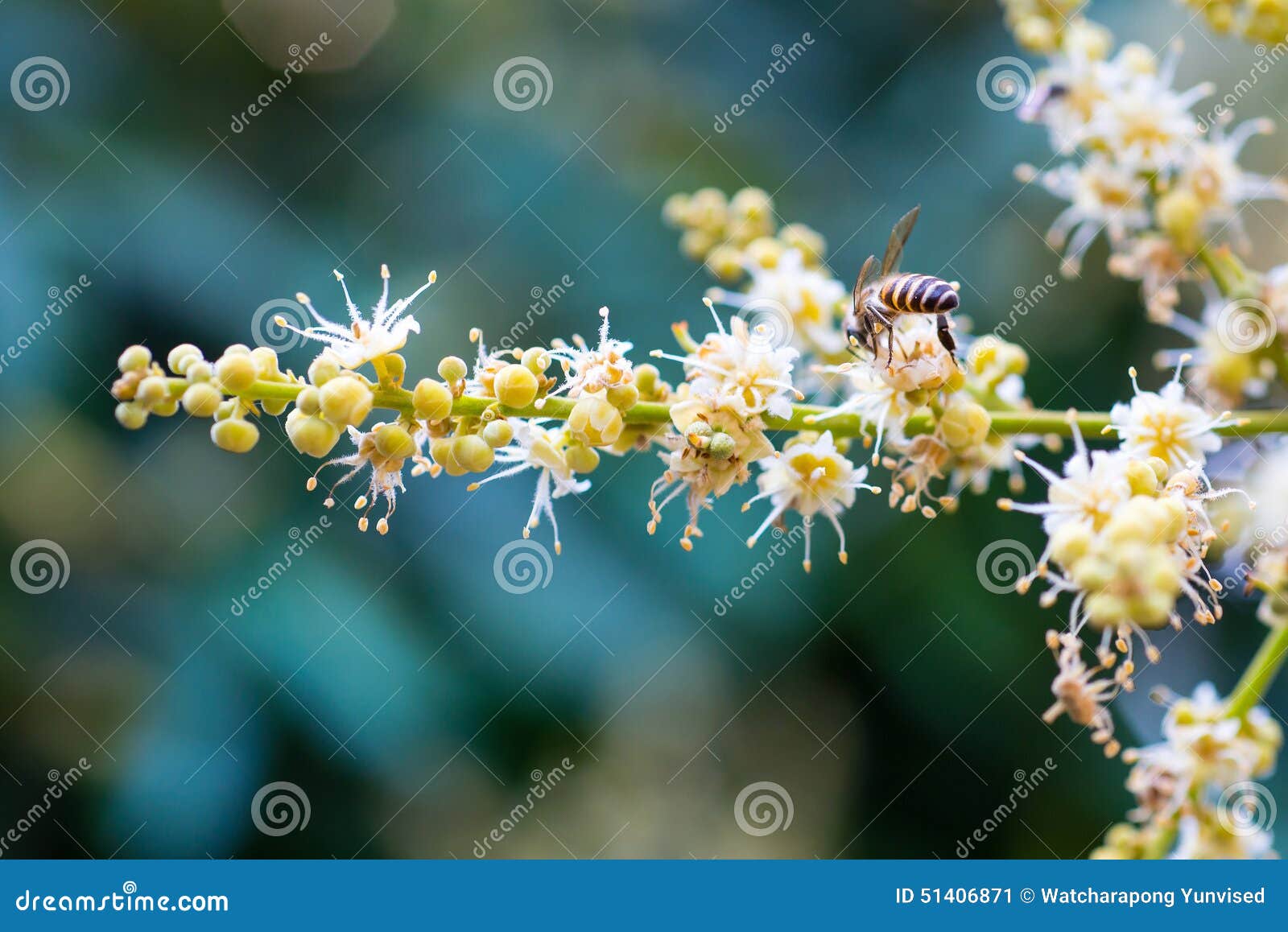 Bee Collects Flower Nectar from Longan Flower Stock Image - Image of ...