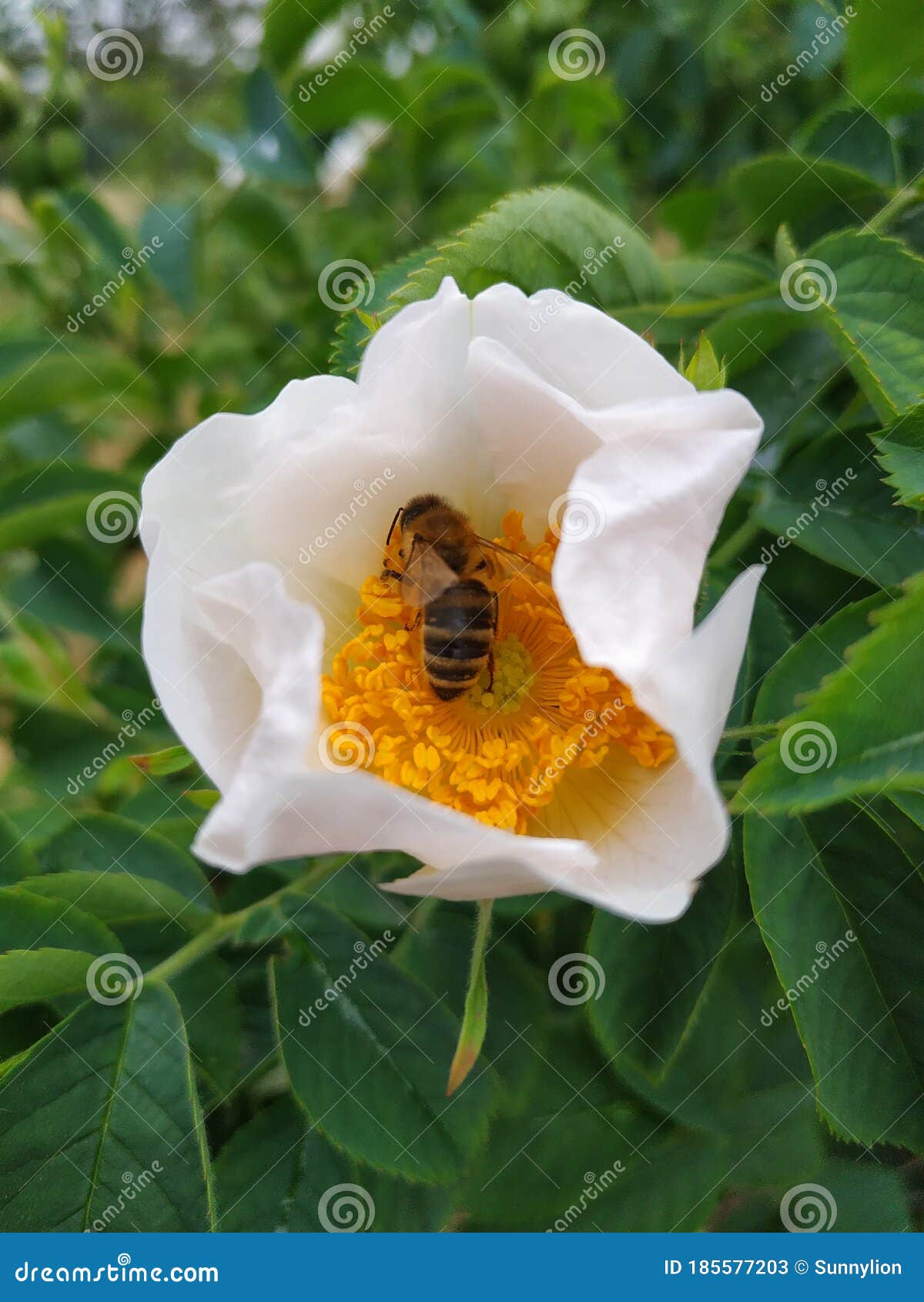 A Bee Collects Honey Inside a White Flower Close Up Stock Image - Image ...