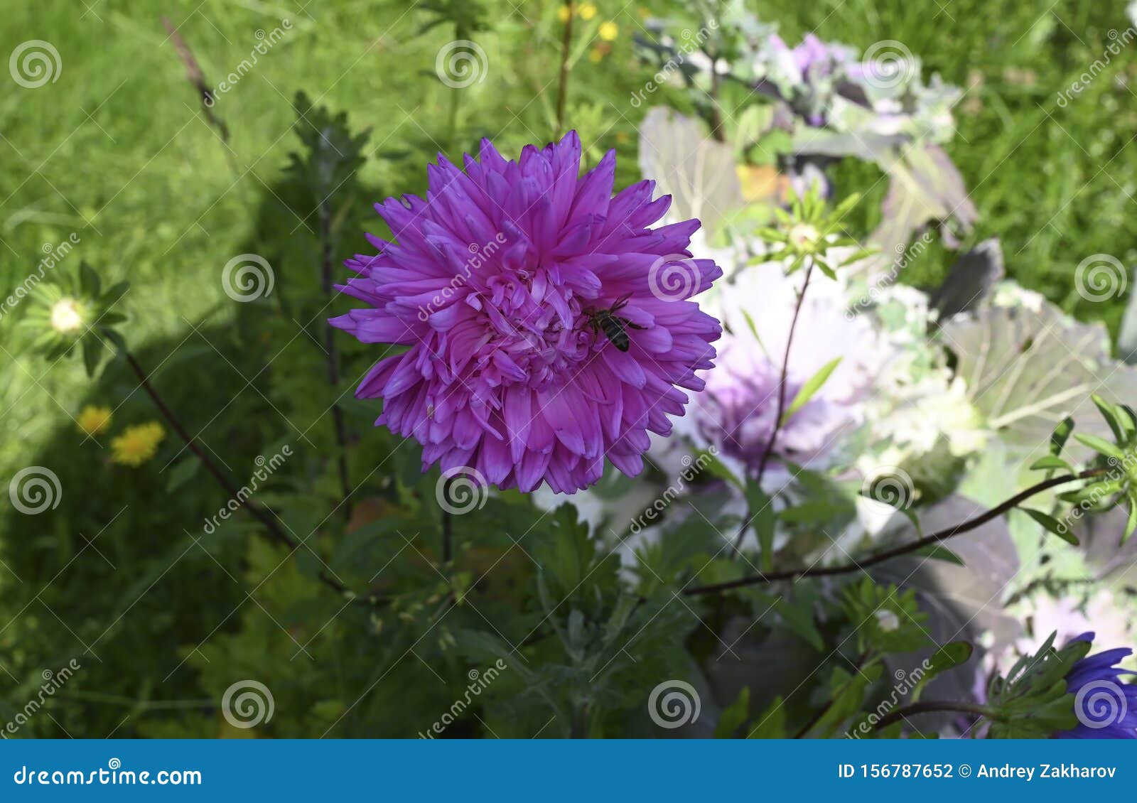 A Bee Collects Nectar from a Blossoming Chrysanthemum Bud Stock Photo ...