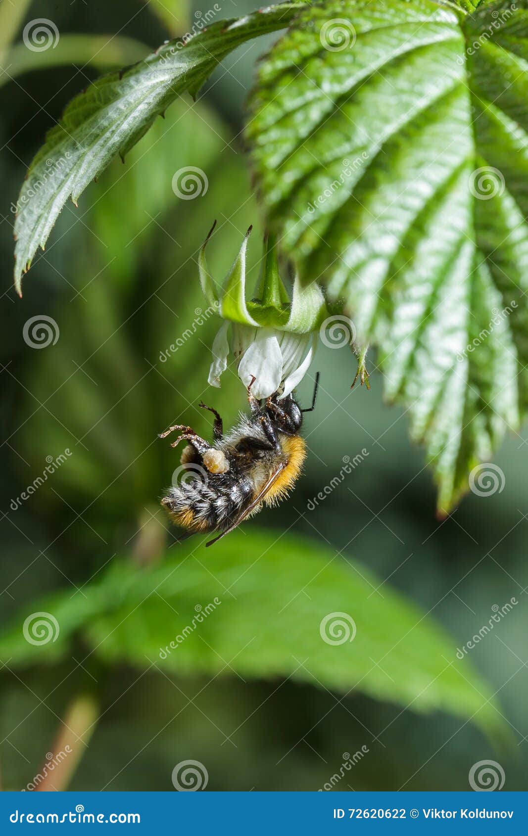 Bee Collects Nectar from a Flower of Raspberry Stock Photo - Image of ...