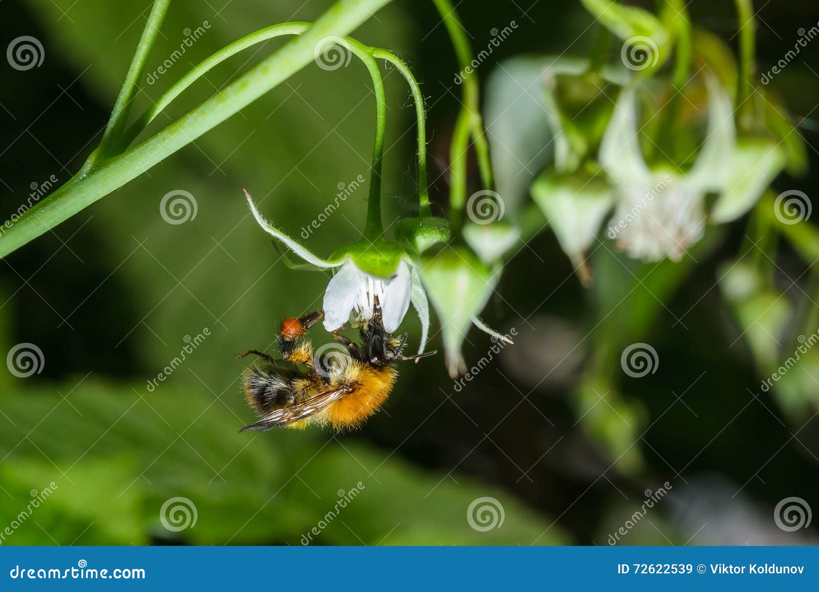 Bee Collects Nectar from a Flower of Raspberry Stock Image - Image of ...