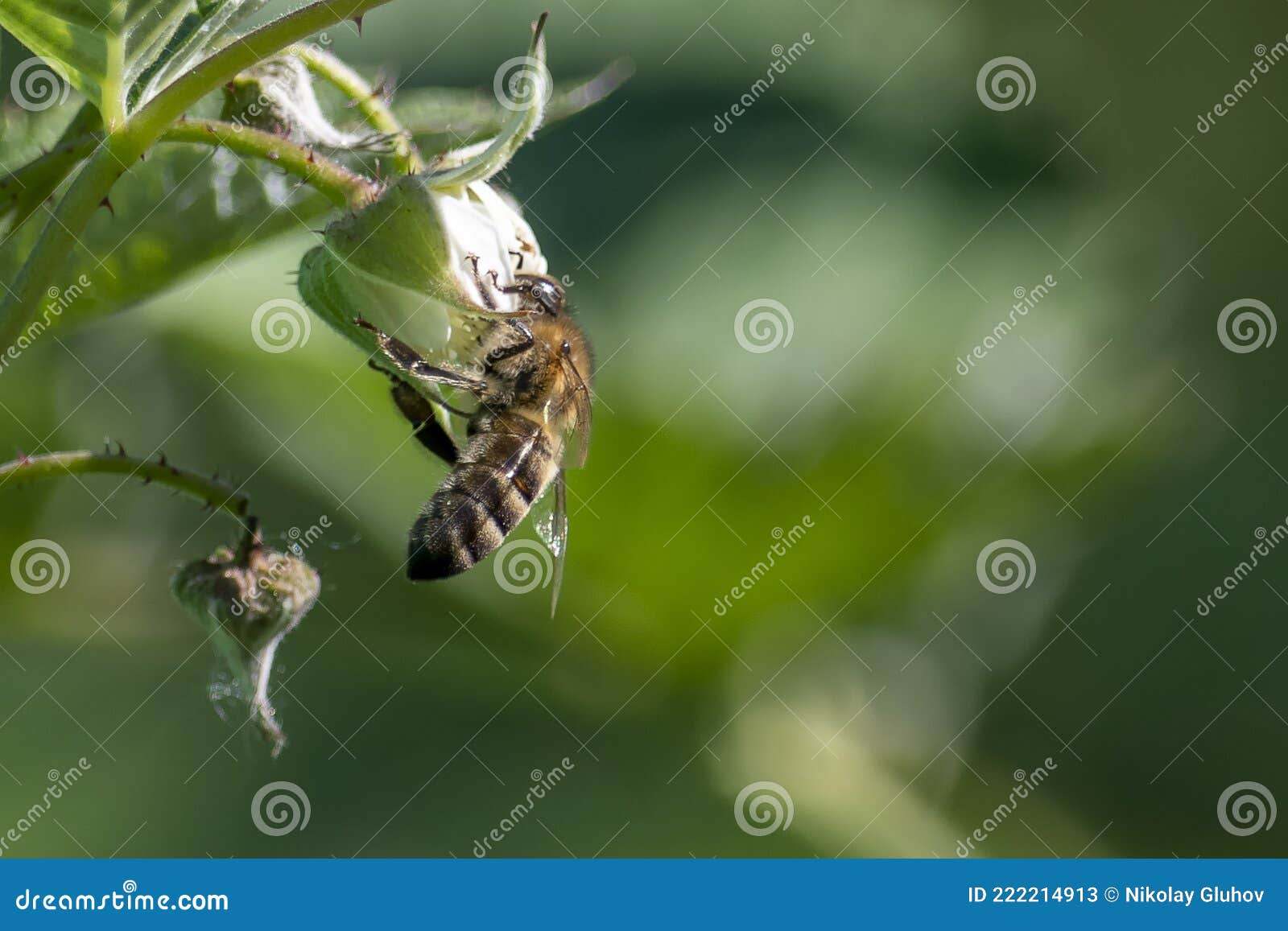 Bee Collects Nectar from Flowers of Raspberries Stock Image - Image of ...