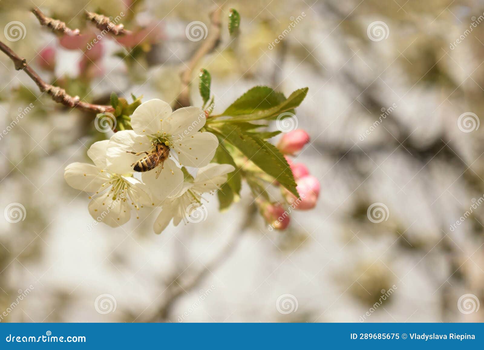 The Bee Collects Nectar. Spring, Flowering Trees. the Bee Collects ...