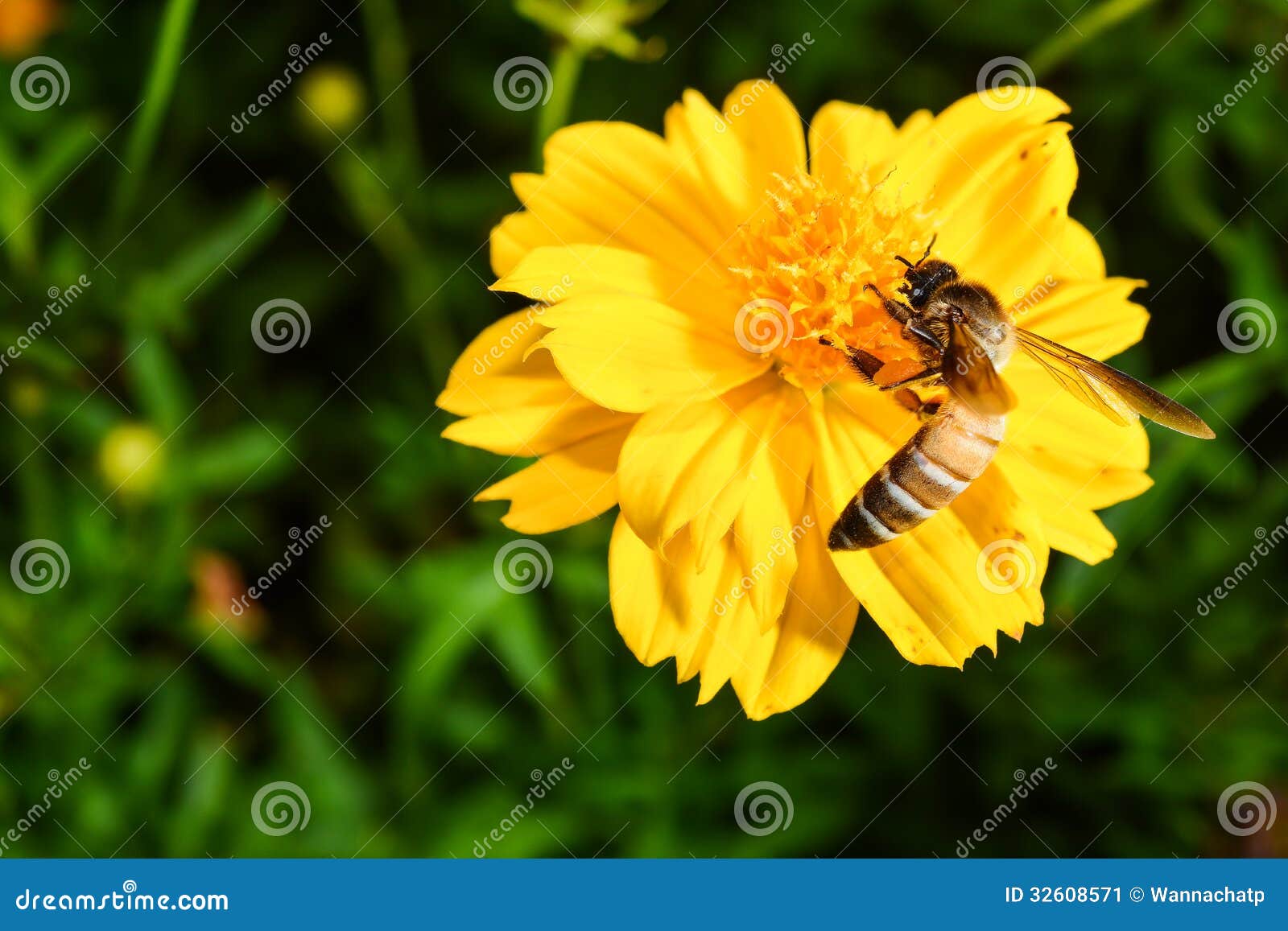 Bee Collects Nectar from Yellow Flower Stock Image - Image of vivid ...