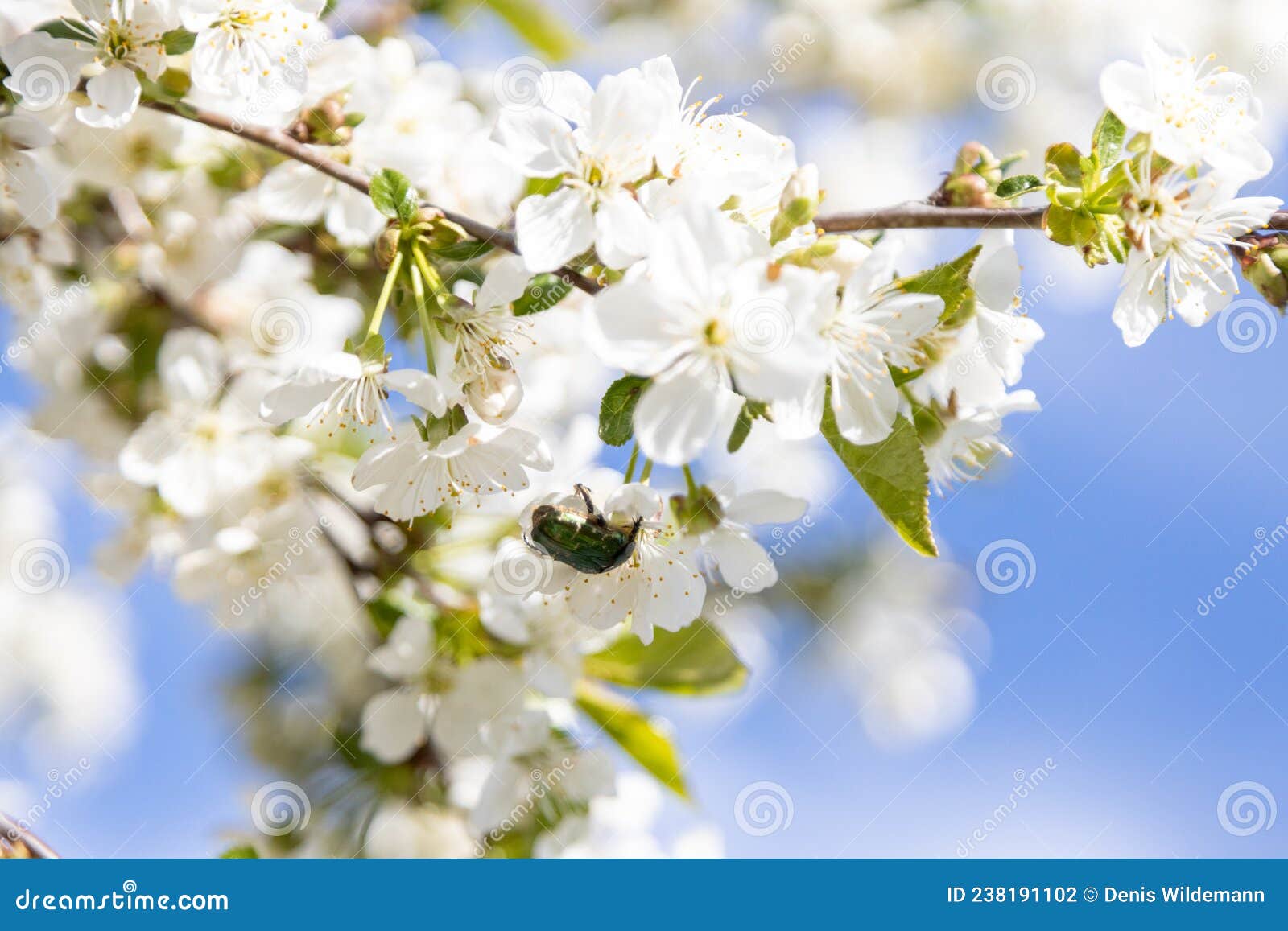 A Bee Collects Pollen in Flowers of a Sour Cherry Tree Stock Photo ...