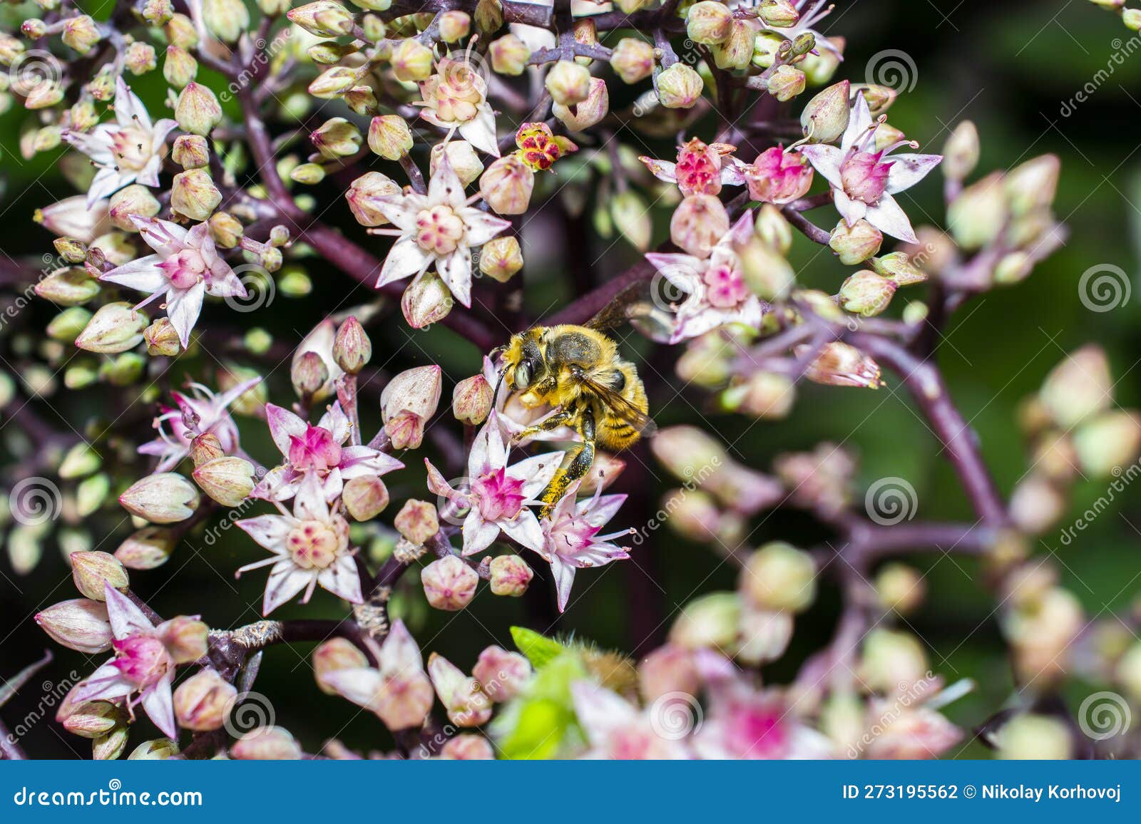 Bee Collects Pollen from Nectar on a Flower Bed in the Garden Stock ...