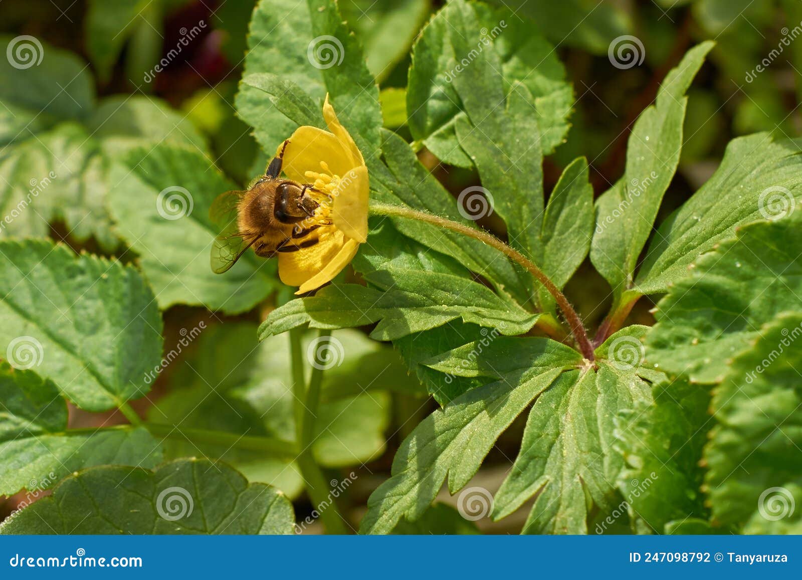 A Bee Collects Pollen from a Ranunculus Acris. Close Up Stock Photo ...