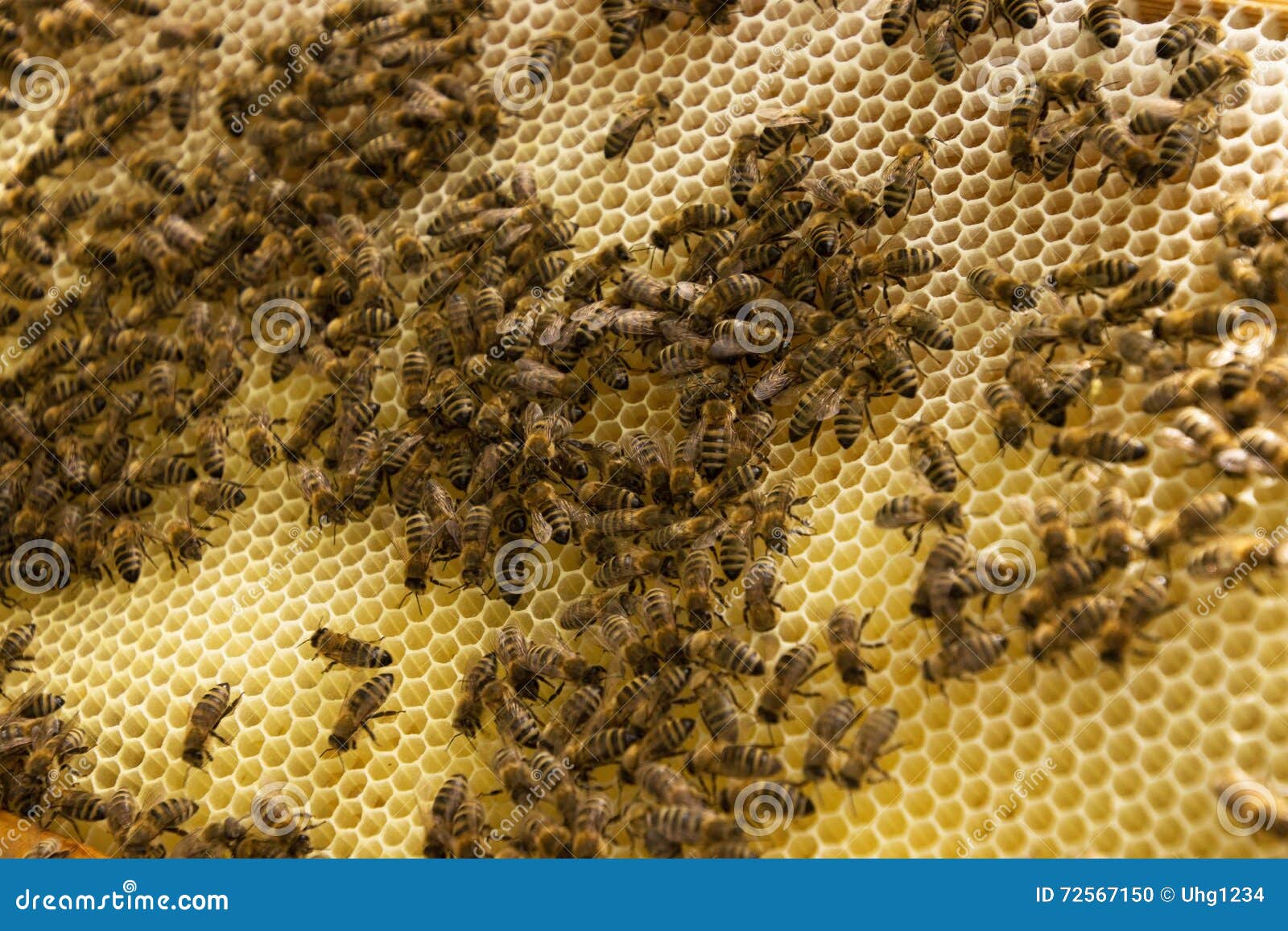 Bee Colony stock photo. Image of beeswax, foodhoney, nature - 72567150