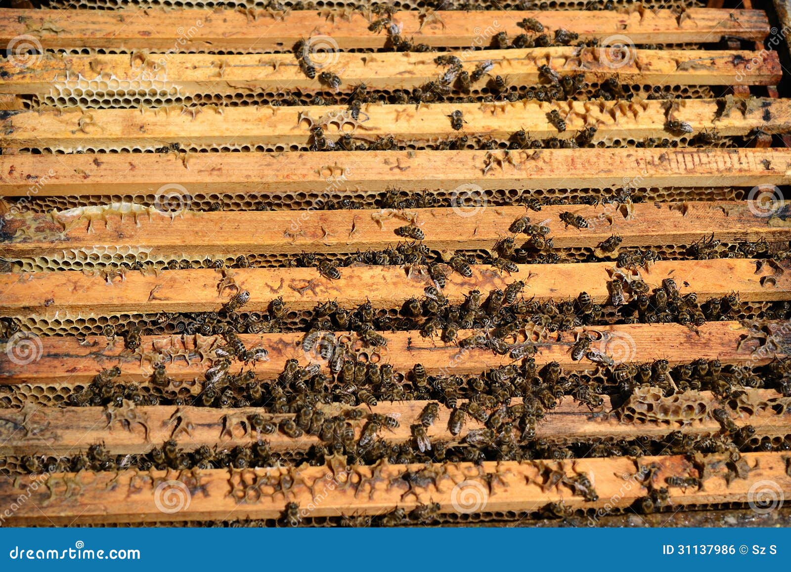 Bee colony stock photo. Image of insects, macro, cells - 31137986