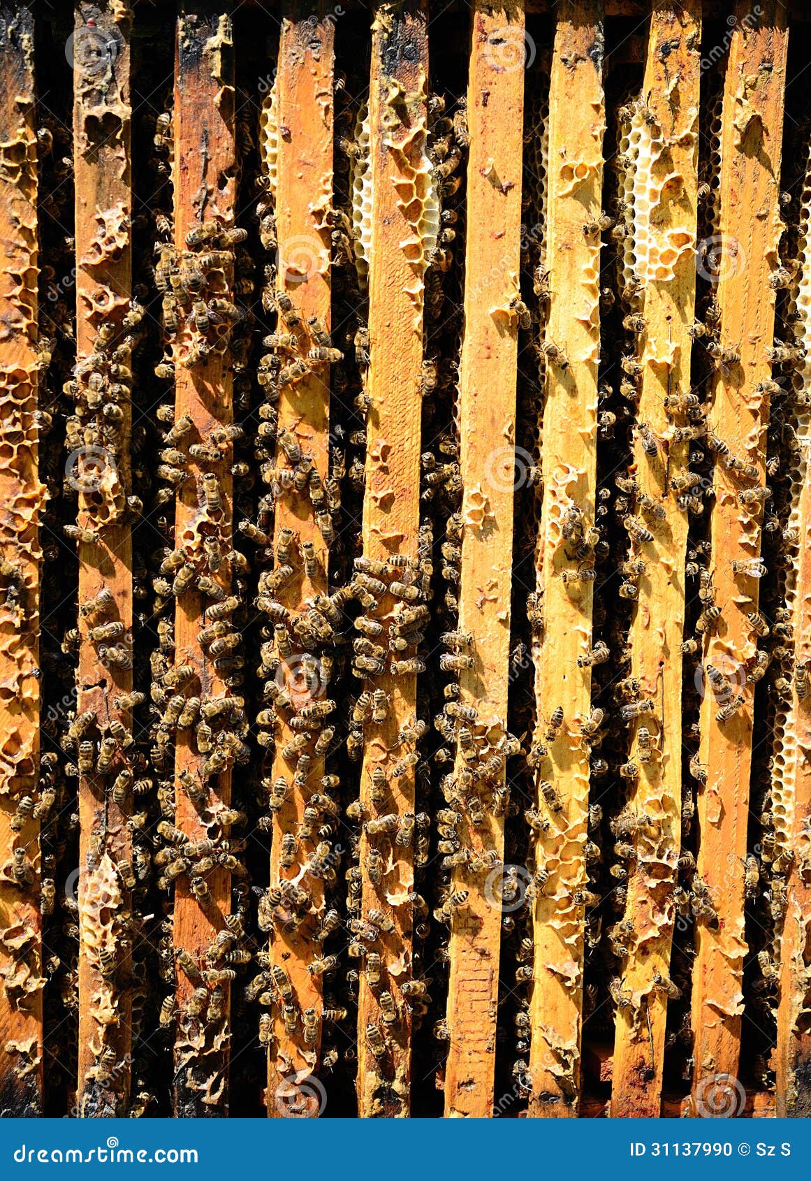 Bee colony stock photo. Image of efficiency, gold, honeycomb - 31137990