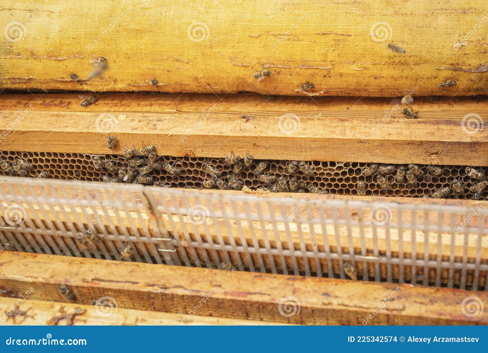 Bee Colony on Combs with Honey Inside the Hive Stock Photo - Image of ...