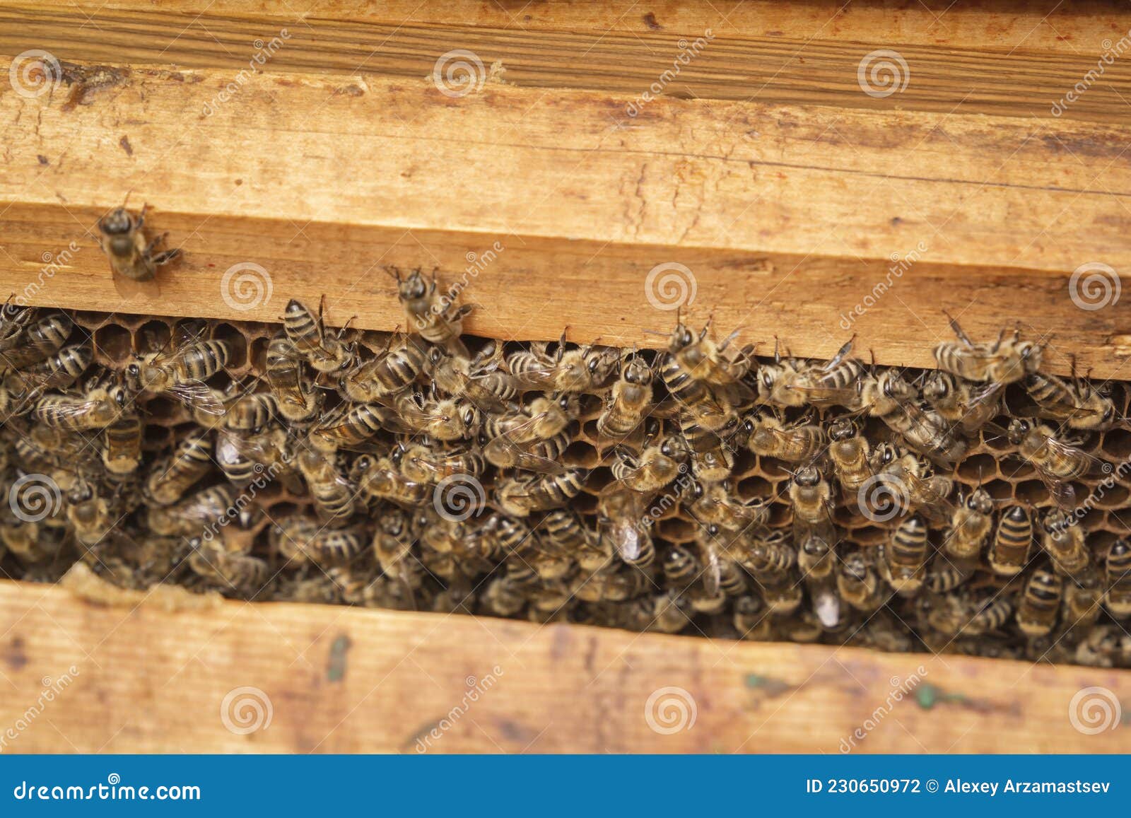 Bee Colony on Combs with Honey Inside the Hive. Stock Photo - Image of ...