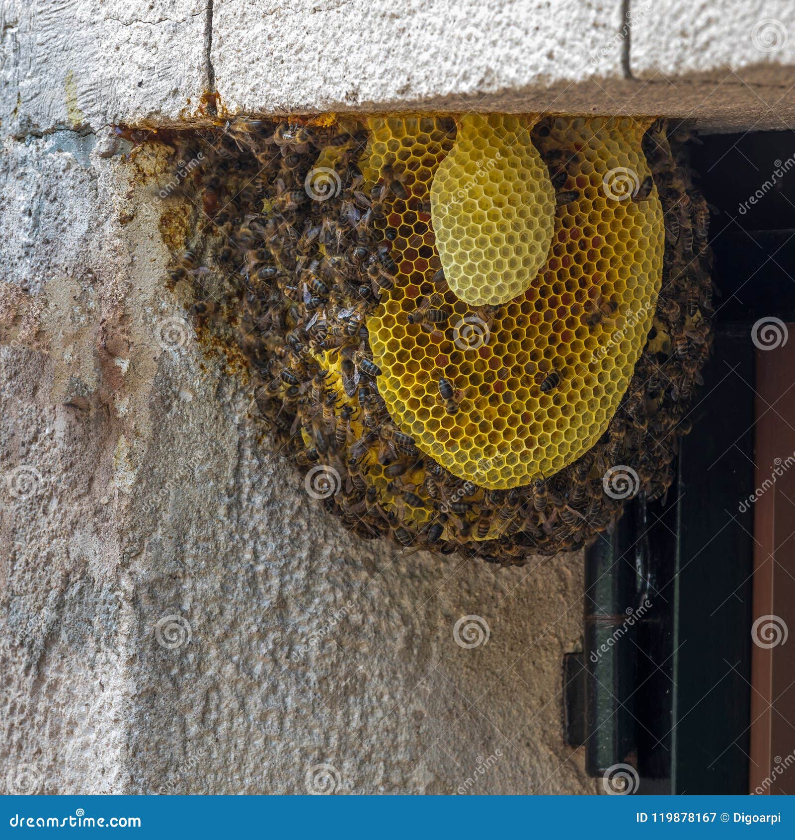 Bee Colony on a Door in a Family House Stock Image - Image of ...