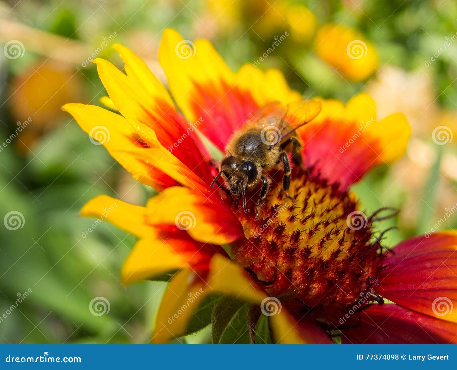 Bee and colorful flower stock photo. Image of fertile - 77374098