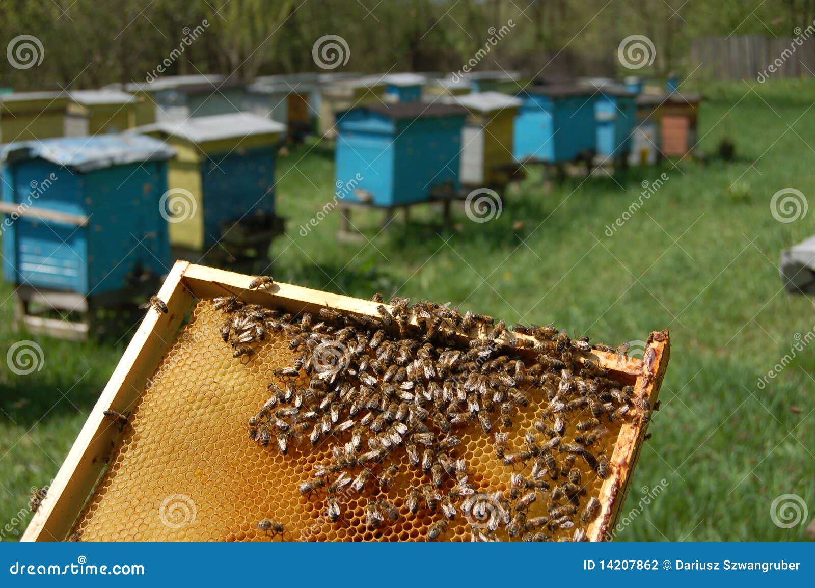 Bee comb stock photo. Image of green, colony, apiary - 14207862