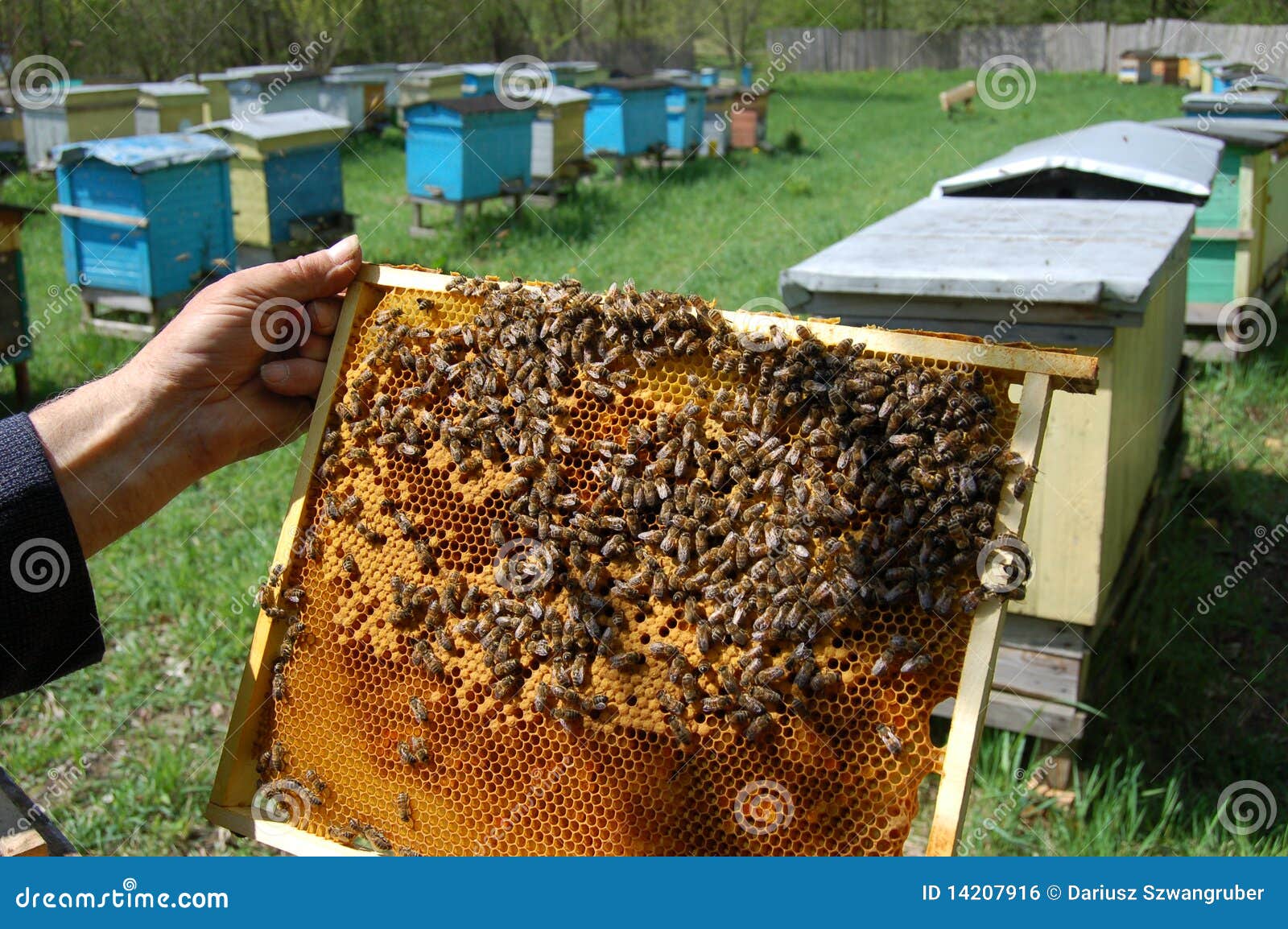 Bee comb stock photo. Image of drone, animals, bees, cluster - 14207916