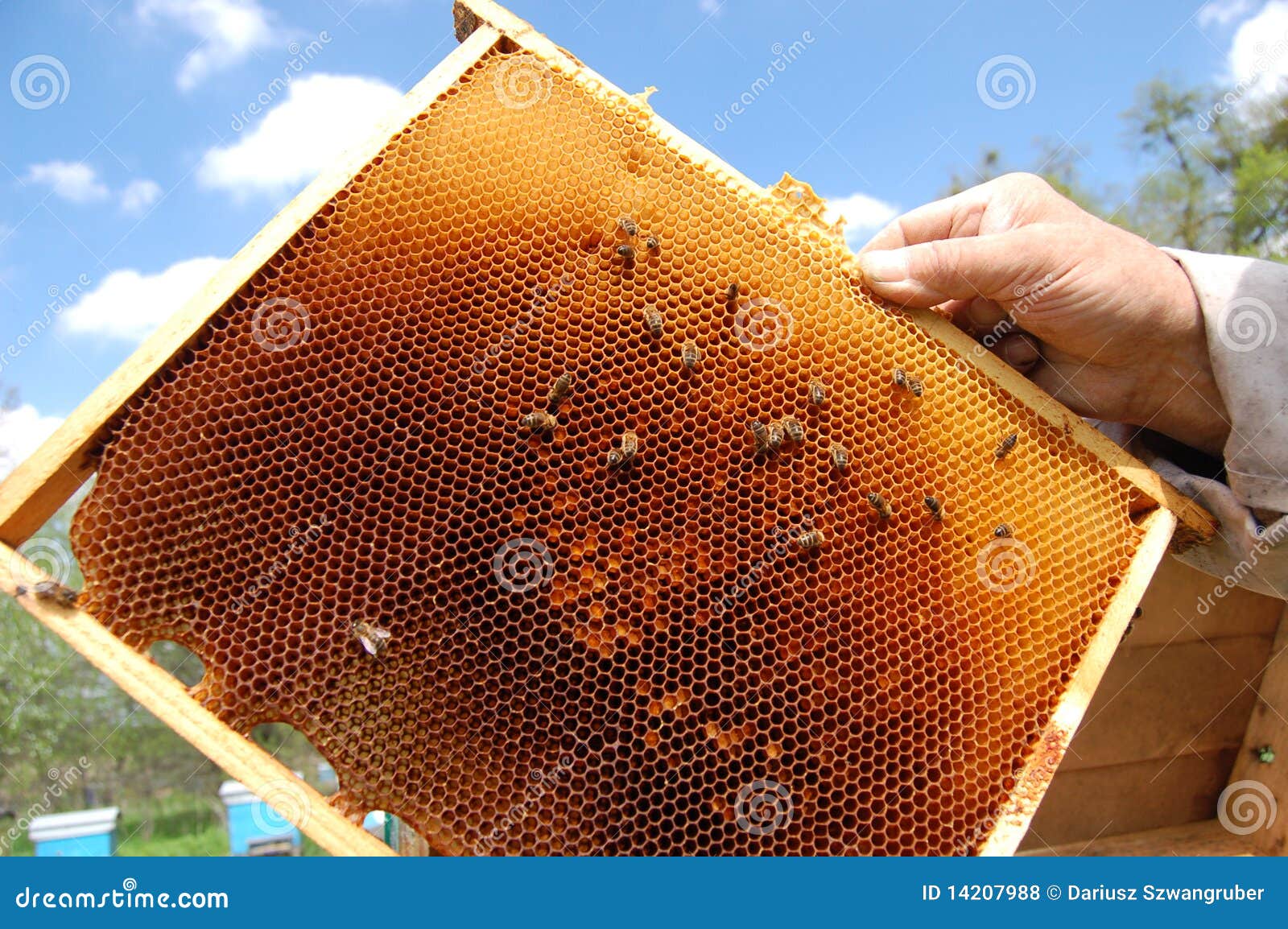 Bee comb stock photo. Image of apiarist, apiary, apitherapy - 14207988