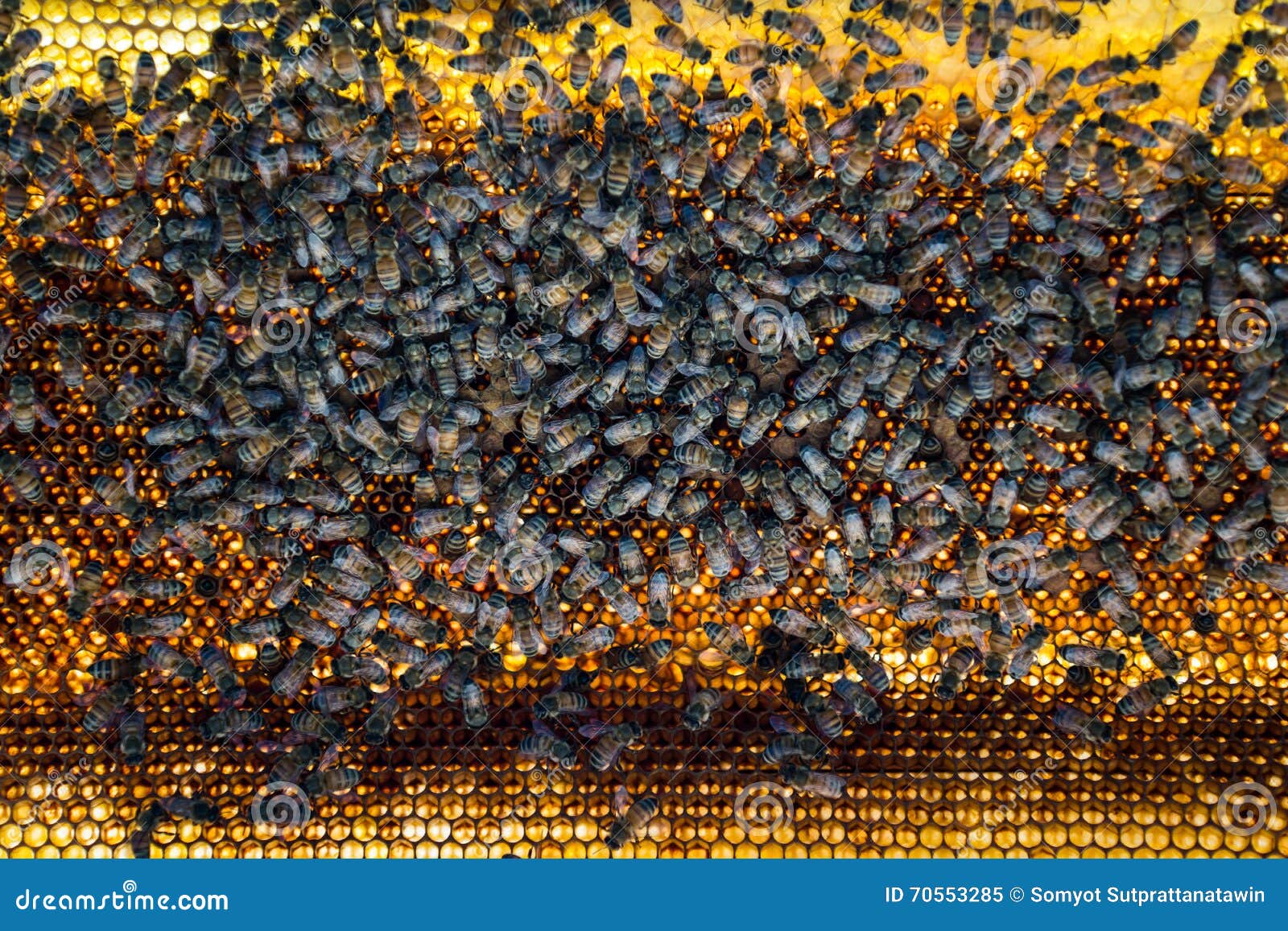 Bee comb honey stock image. Image of food, honey, comb - 70553285