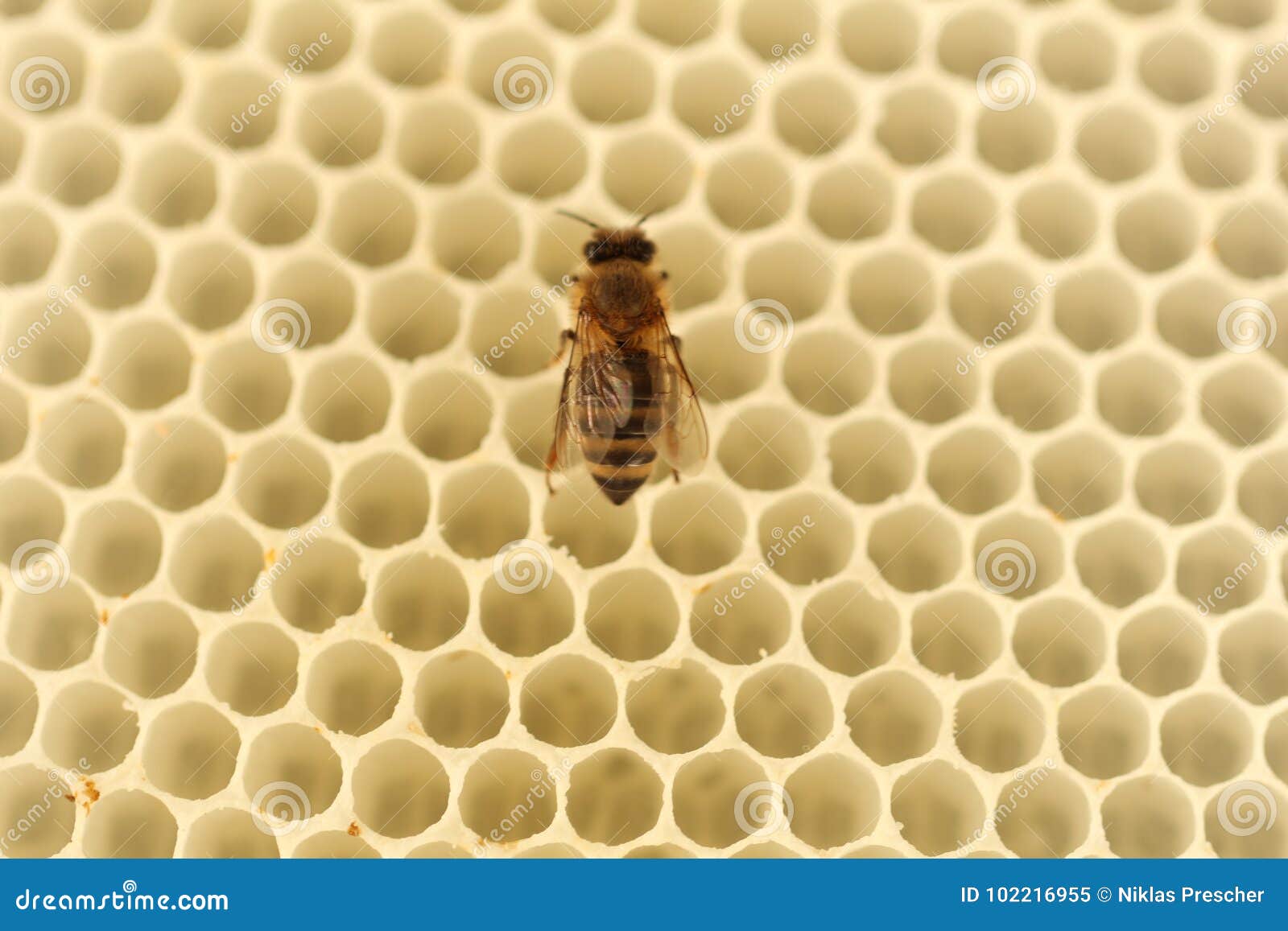 Bee on a comb stock image. Image of honey, wallpaper - 102216955