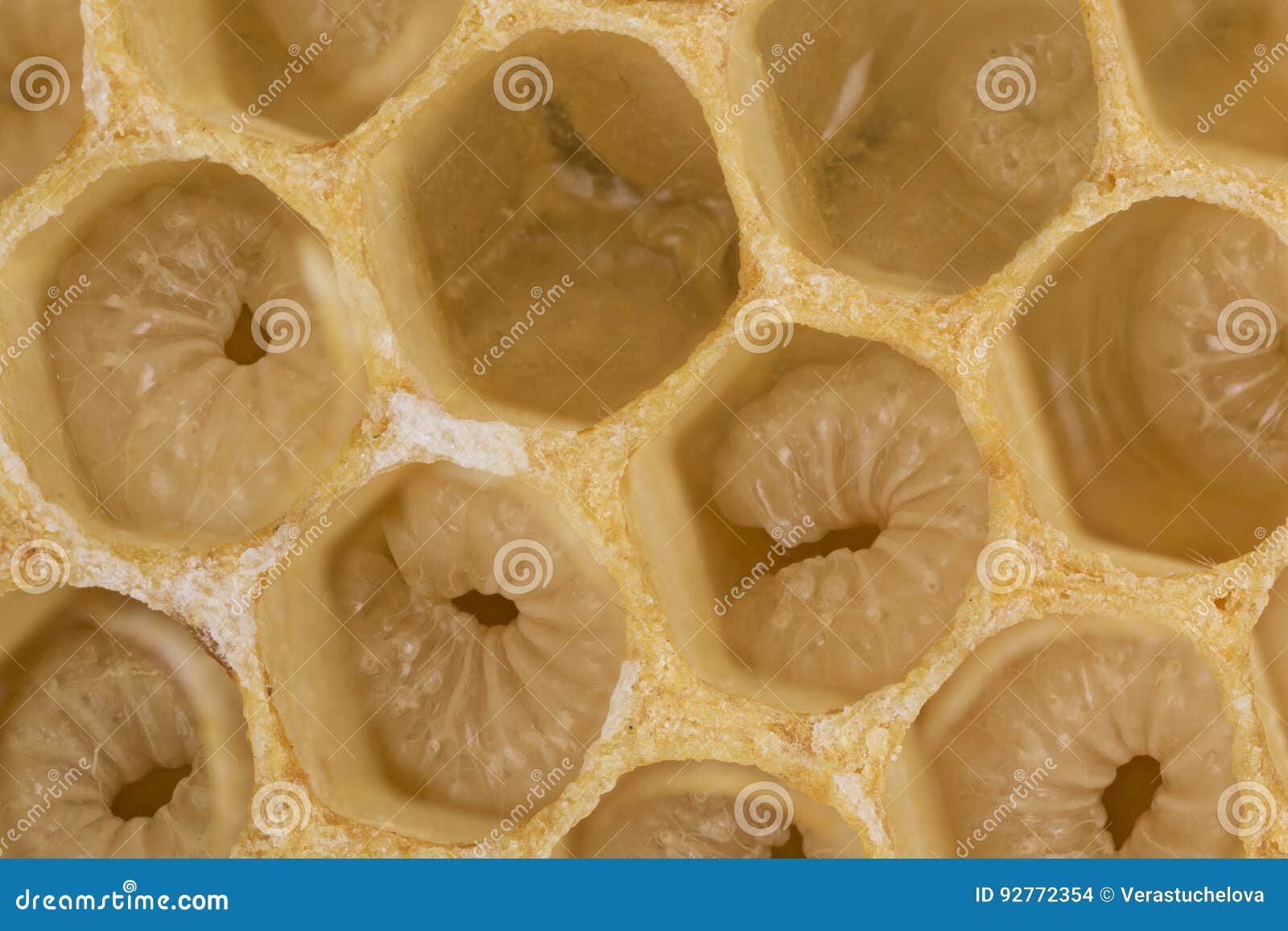Bee Combs with Bee Eggs and Young Bees - Drones Stock Photo - Image of ...