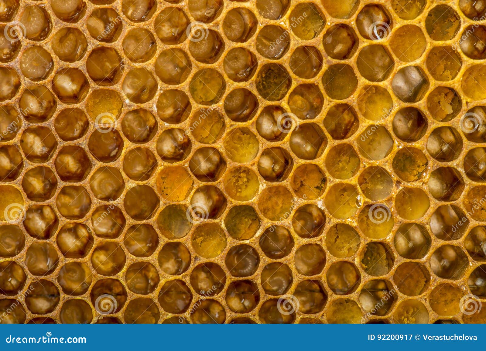 Bee combs stock image. Image of apiculture, honey, apis - 92200917