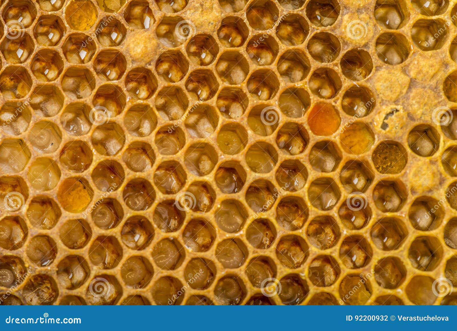 Bee combs stock photo. Image of honeycomb, apiarist, close - 92200932