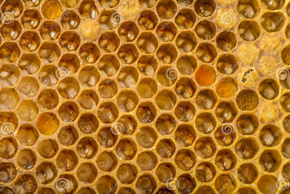 Bee combs stock photo. Image of honeycomb, apiarist, close - 92200932