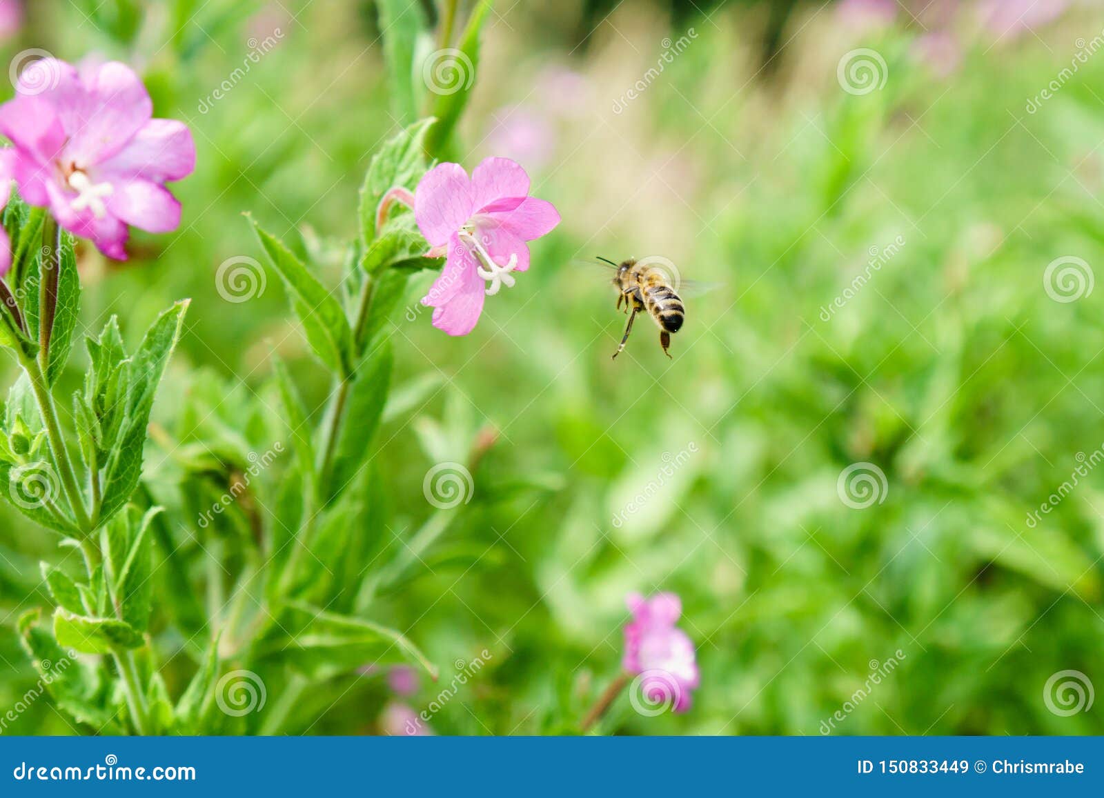 Honeybee Apis Mellifera Approaching Flower Stock Image - Image of ...