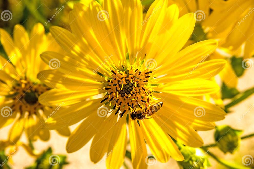 Bee on compass flower stock image. Image of botany, gathering - 125546461