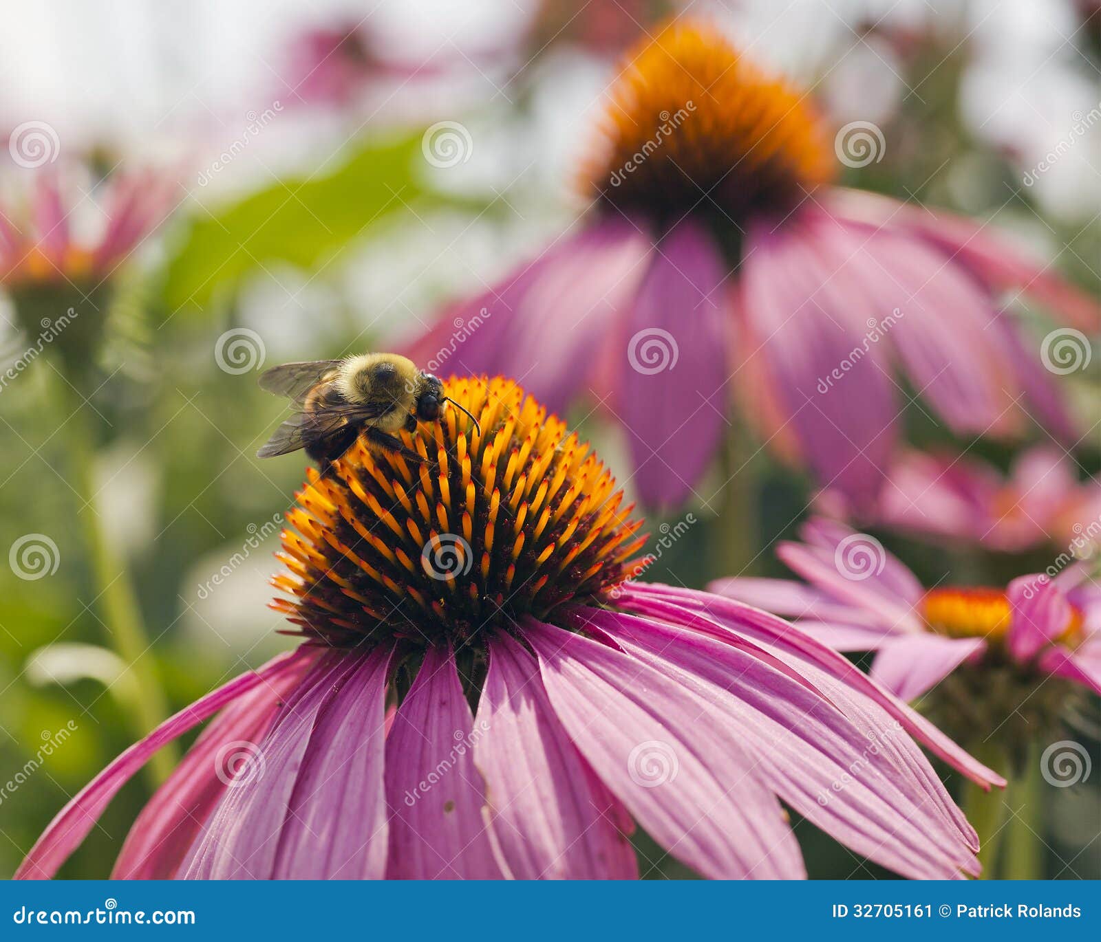 Bee and cone flower stock image. Image of honey, animal - 32705161
