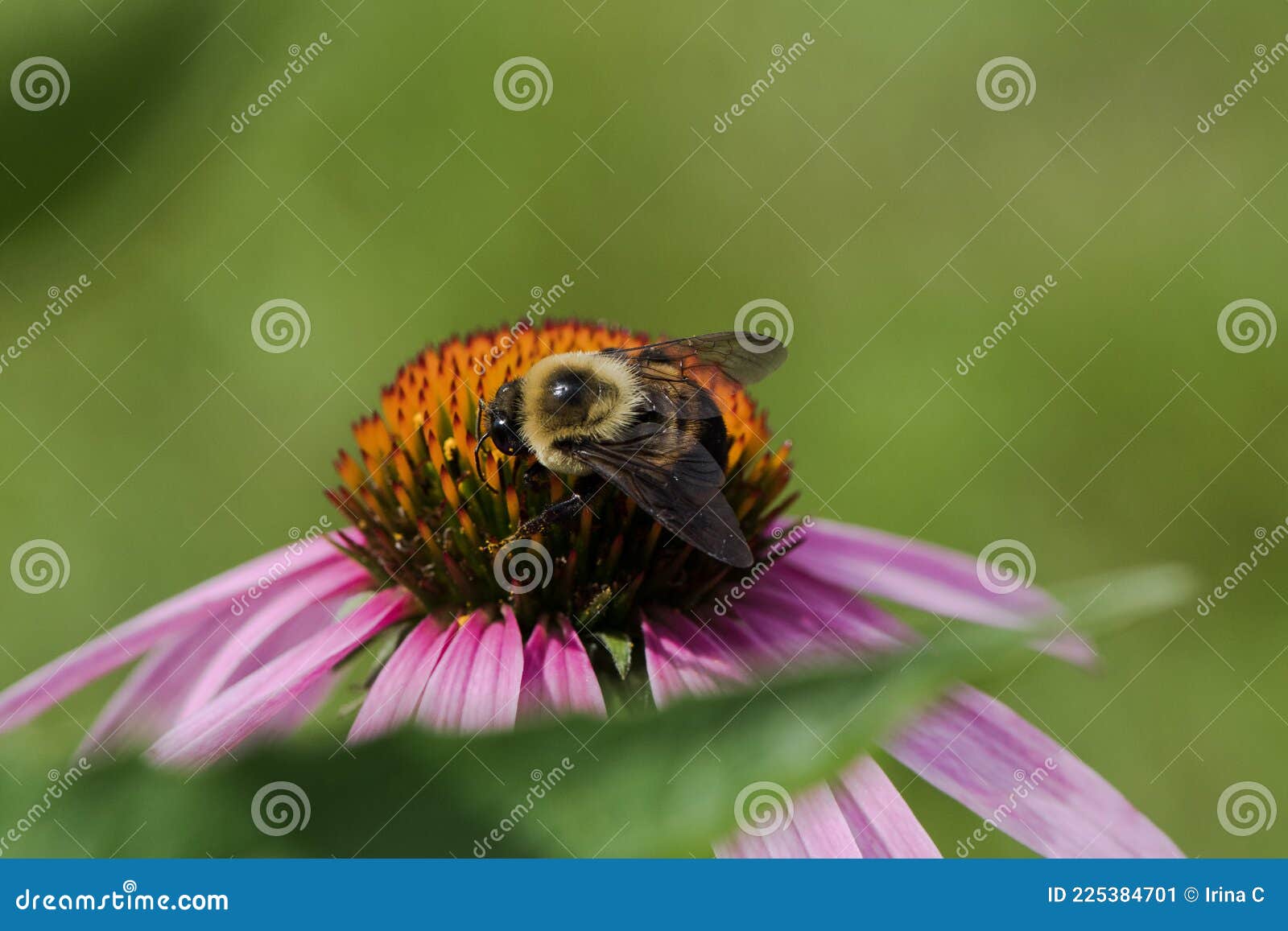 Bee on the coneflower stock image. Image of polinator - 225384701