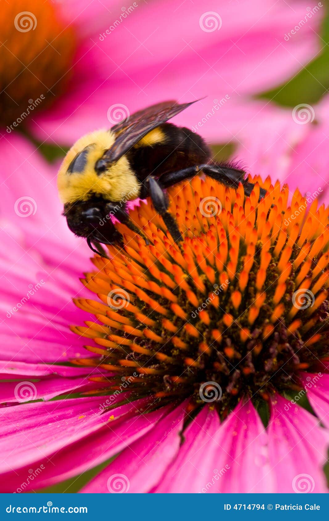 Bee on Coneflower 4674 stock photo. Image of legs, humble - 4714794