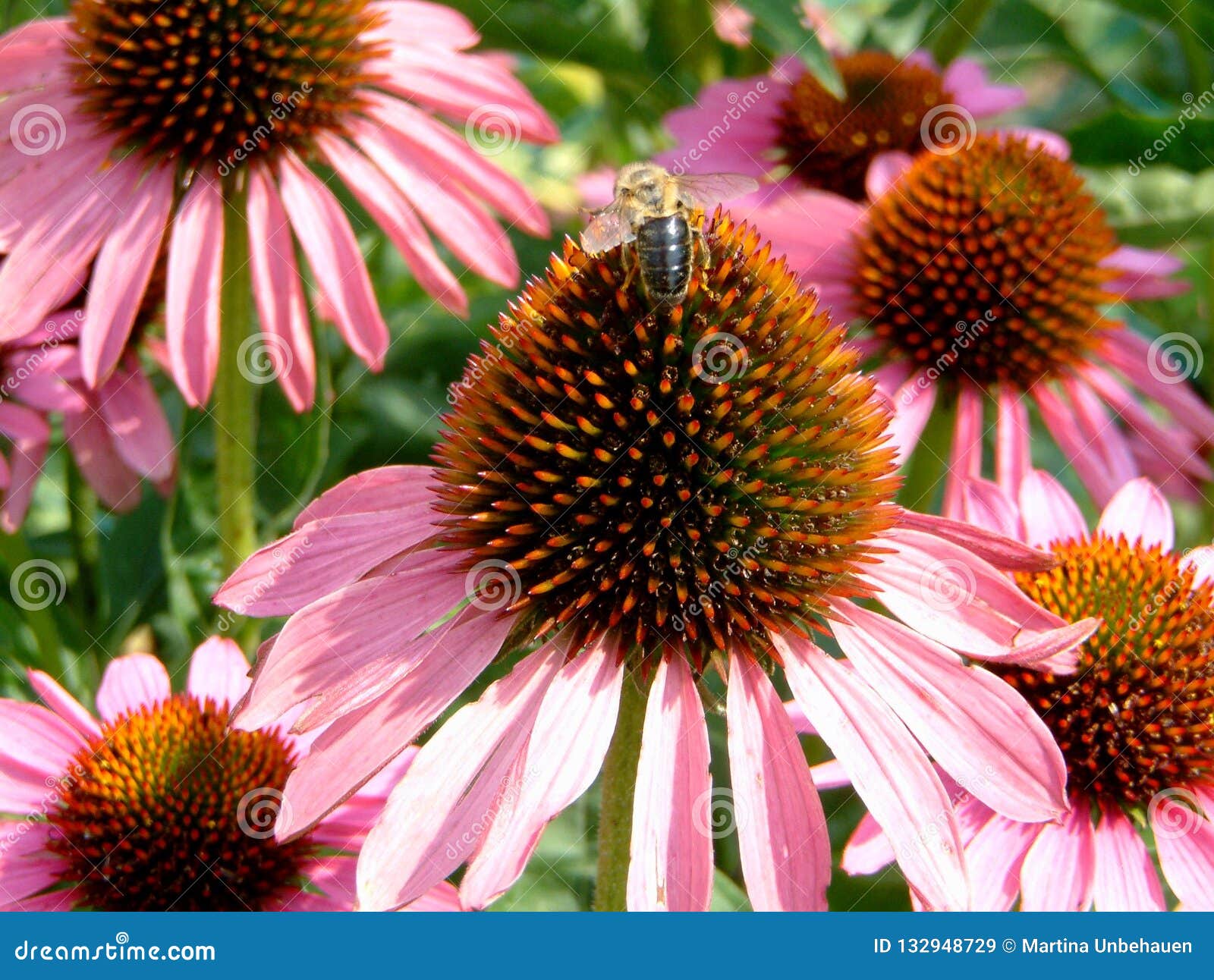 Bee on a coneflower stock image. Image of flower, natural - 132948729